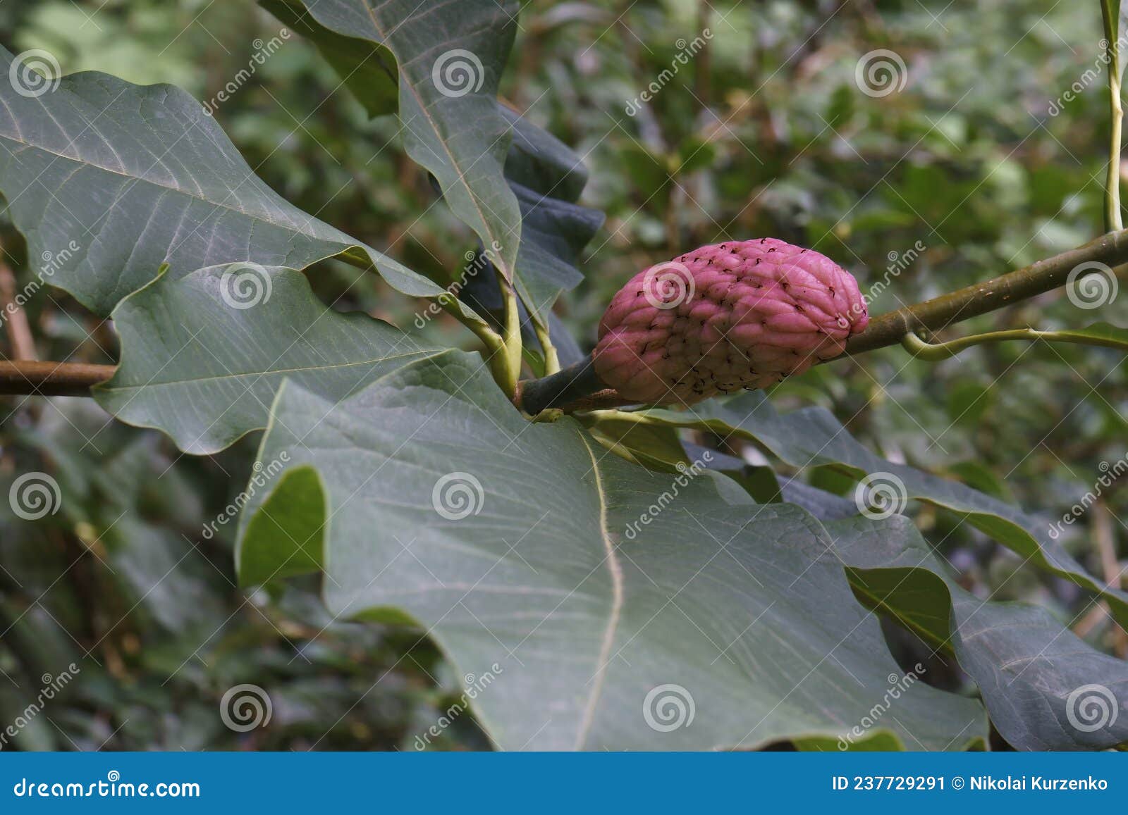 Close-up Image of Bigleaf Magnolia Fruit Stock Image - Image of ...