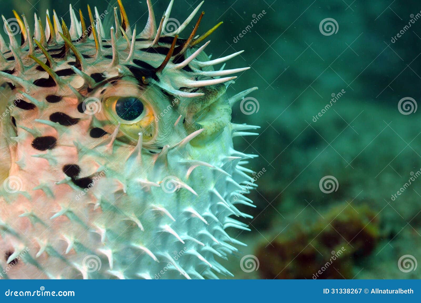 Close-up image of blowfish stock image. Image of porcupine - 31338267
