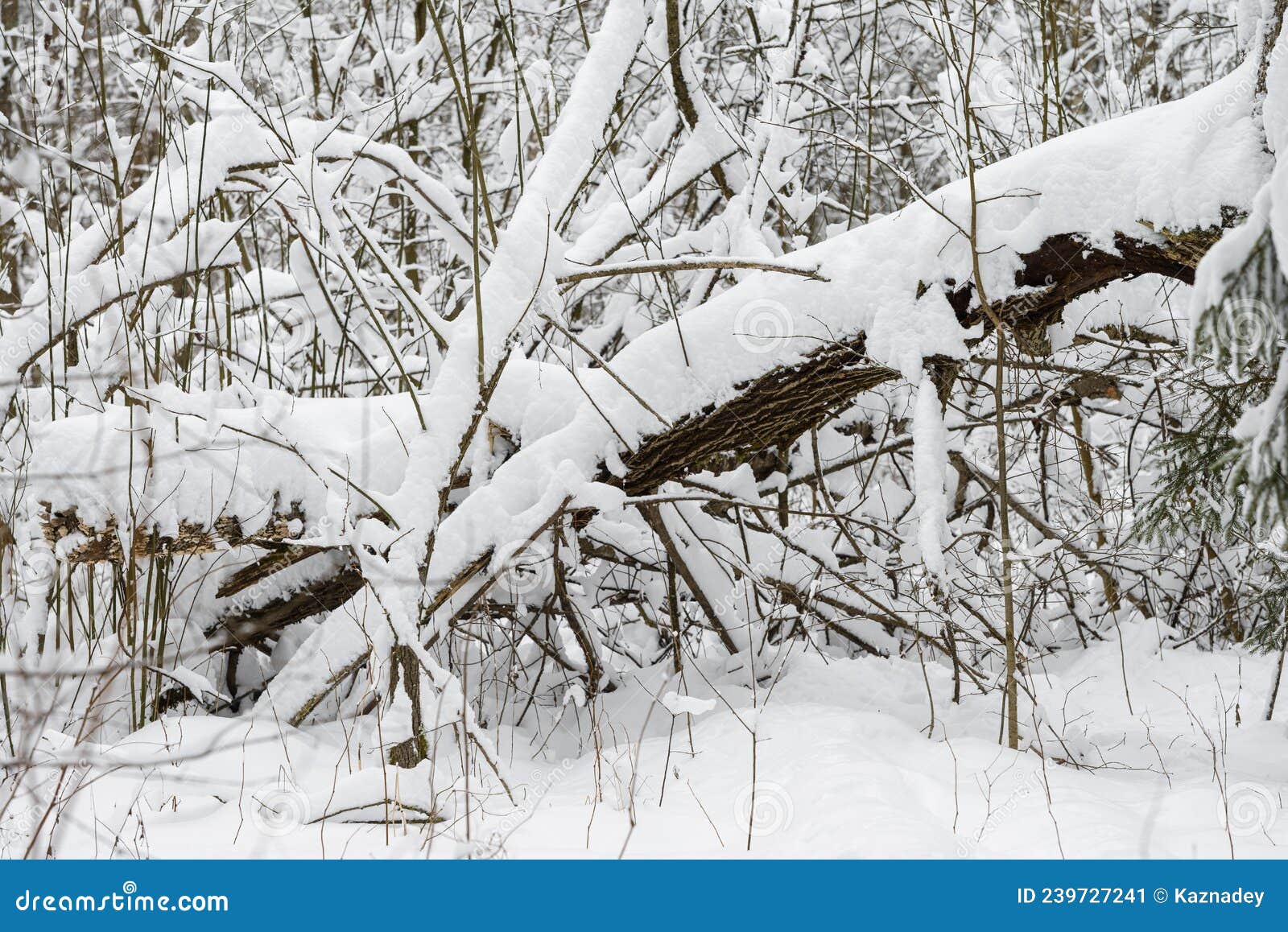 Close Up Image of a Broken Tree Trunk in the Snow in a Snowy Forest ...
