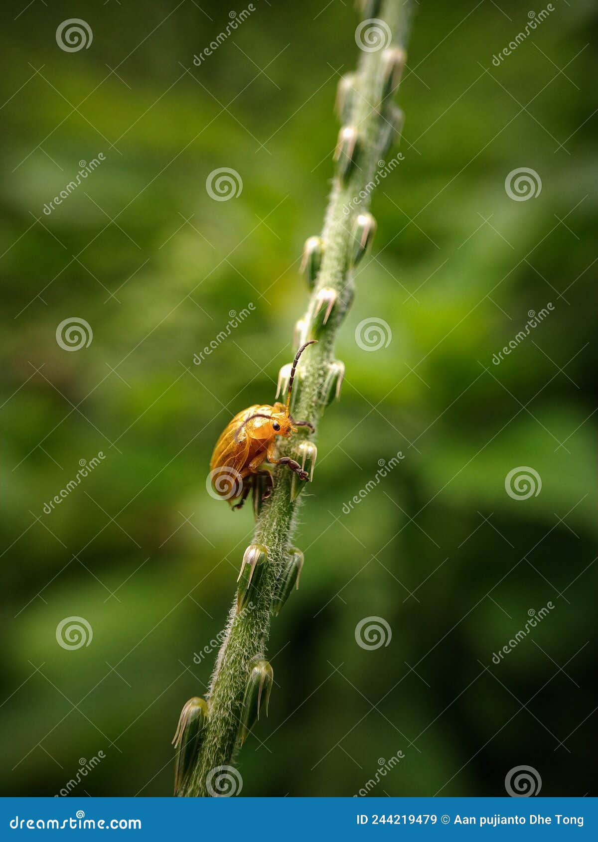 Close Up Image of the Bugs on the Grass Stock Image - Image of animal ...