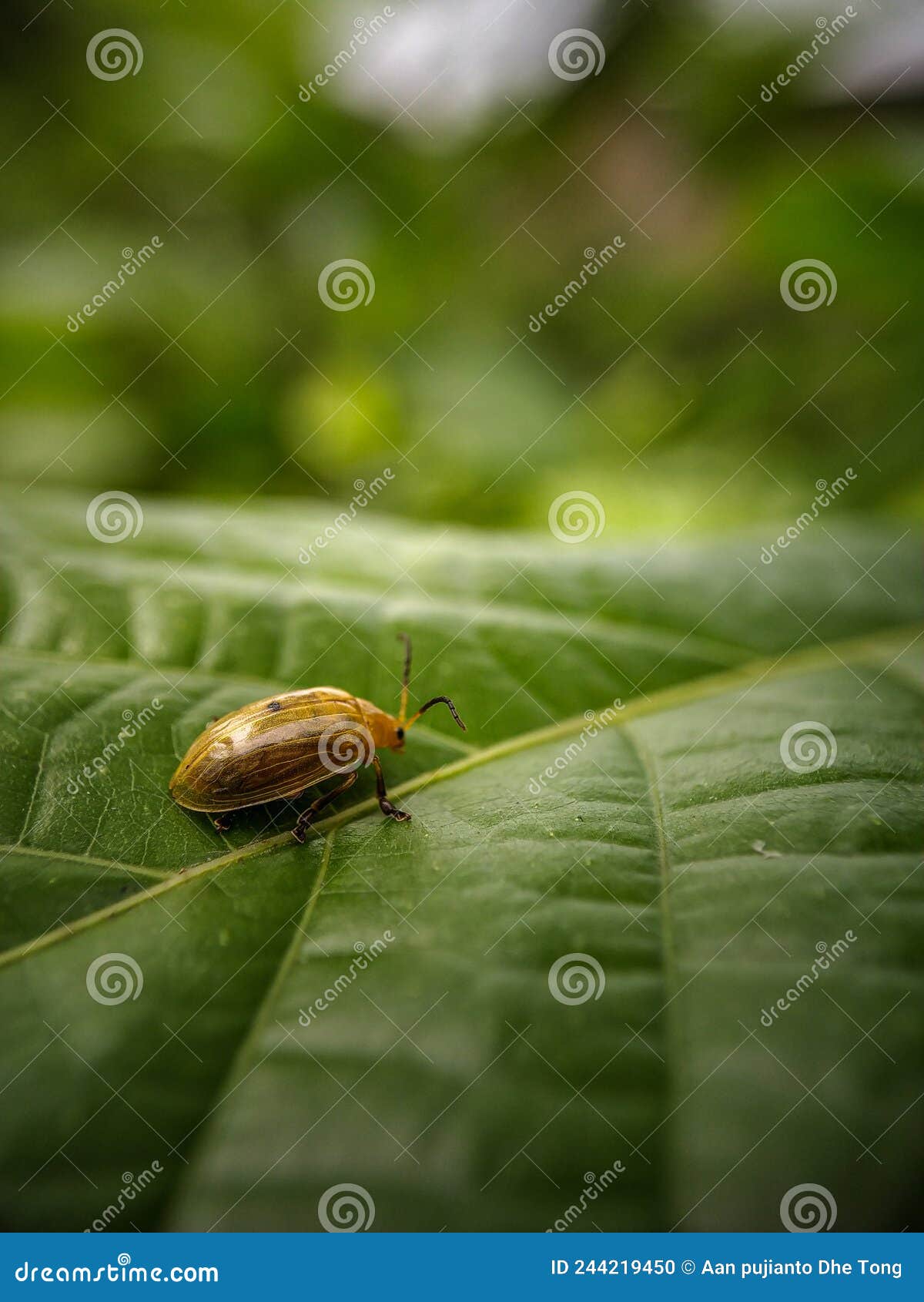 Close Up Image of a Bugs on the Leaves Stock Photo - Image of wildlife ...