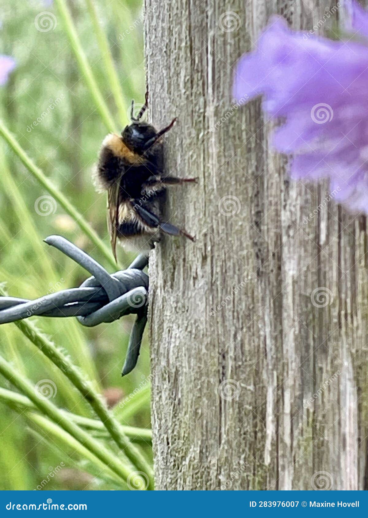 Bumblebee on a post stock image. Image of wildlife, bird - 283976007