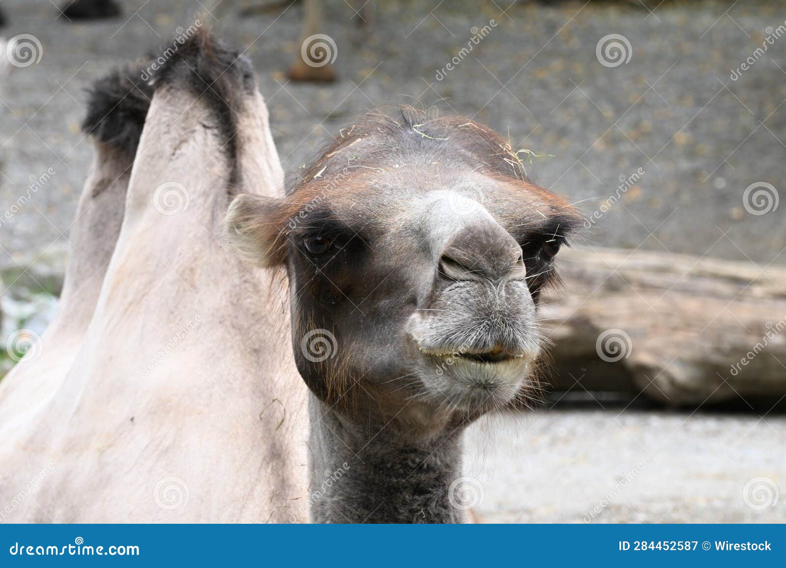 Close-up Image of a Camel S Head, Featuring Its Distinct Features and ...