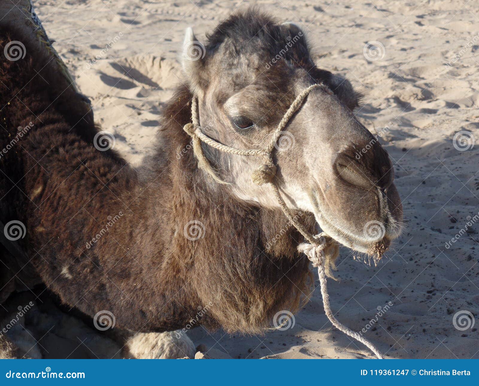 Close Up Image of a Camel in the Sand Stock Image - Image of lying ...