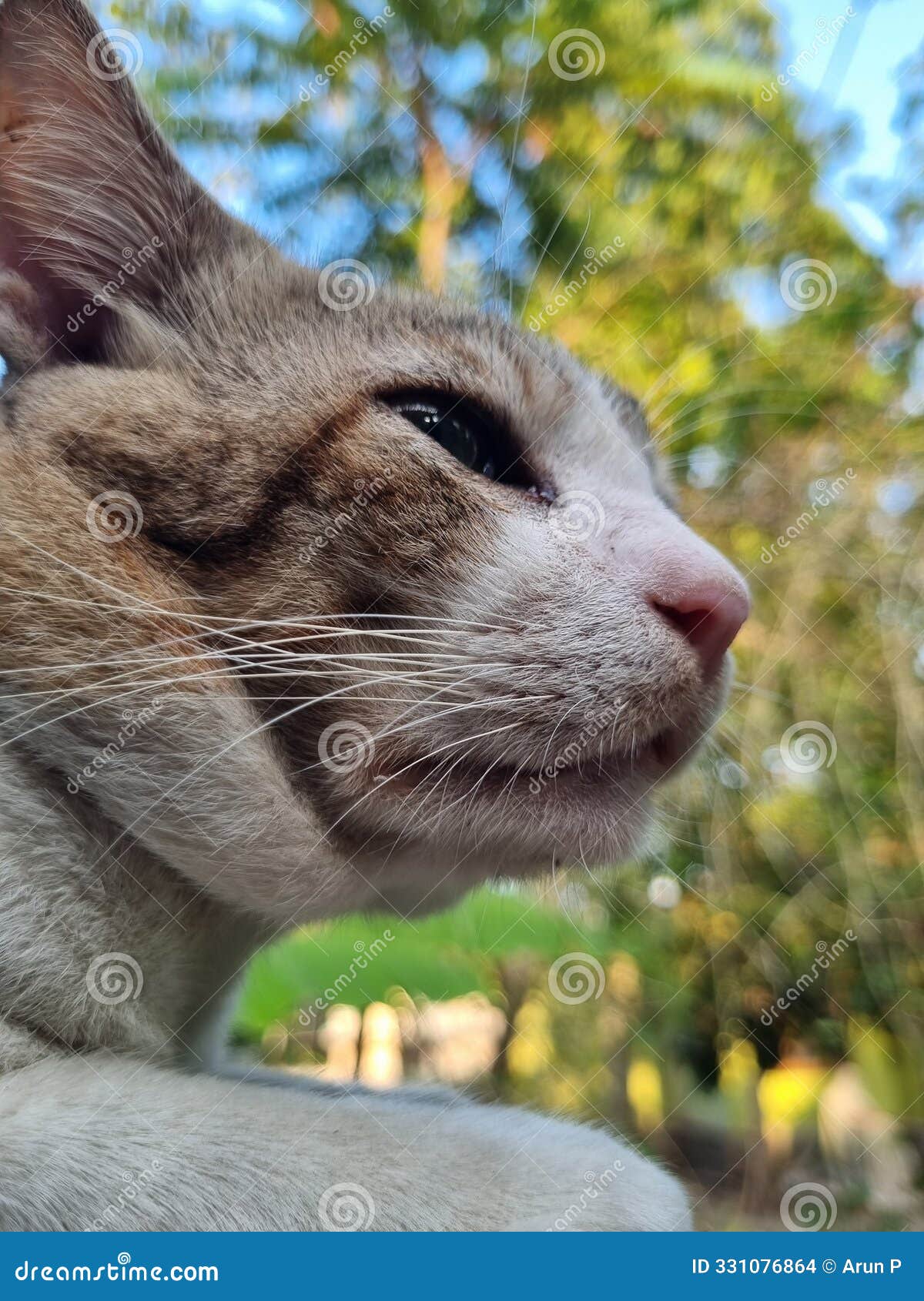 Close Up Image of a Cat in Side Profile Stock Photo - Image of nose ...