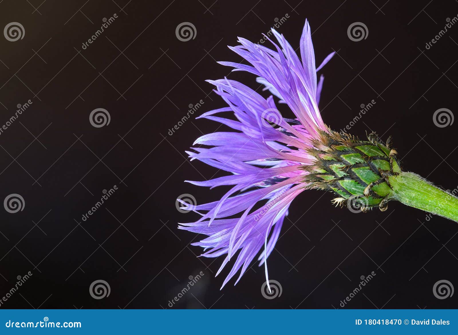 Close Up Image of Centaurea Montana Against a Black Background Stock ...