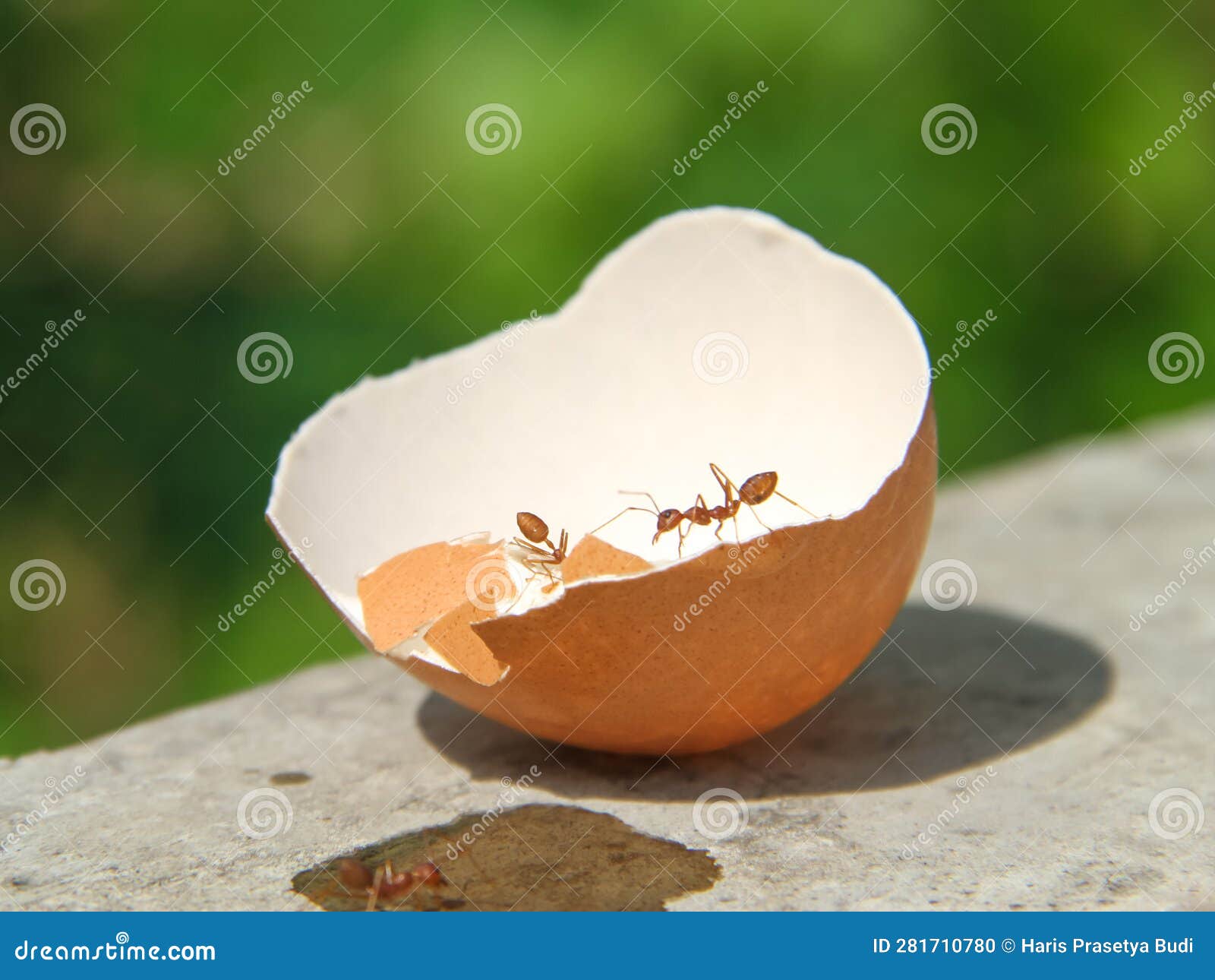 Close Up Image of Chicken Egg Shells Infested with Red Ants. Stock ...