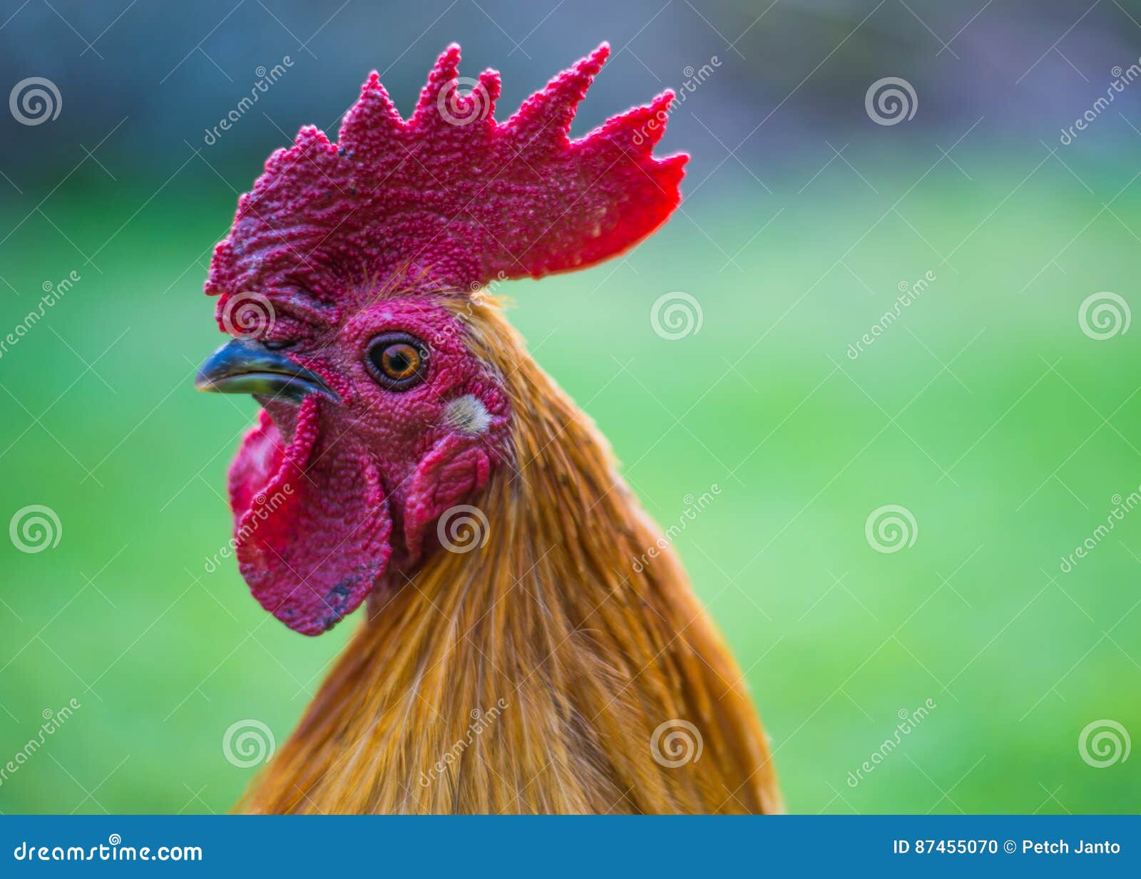 Close Up Image of Colorful Bantam Cock. Stock Photo - Image of brown ...