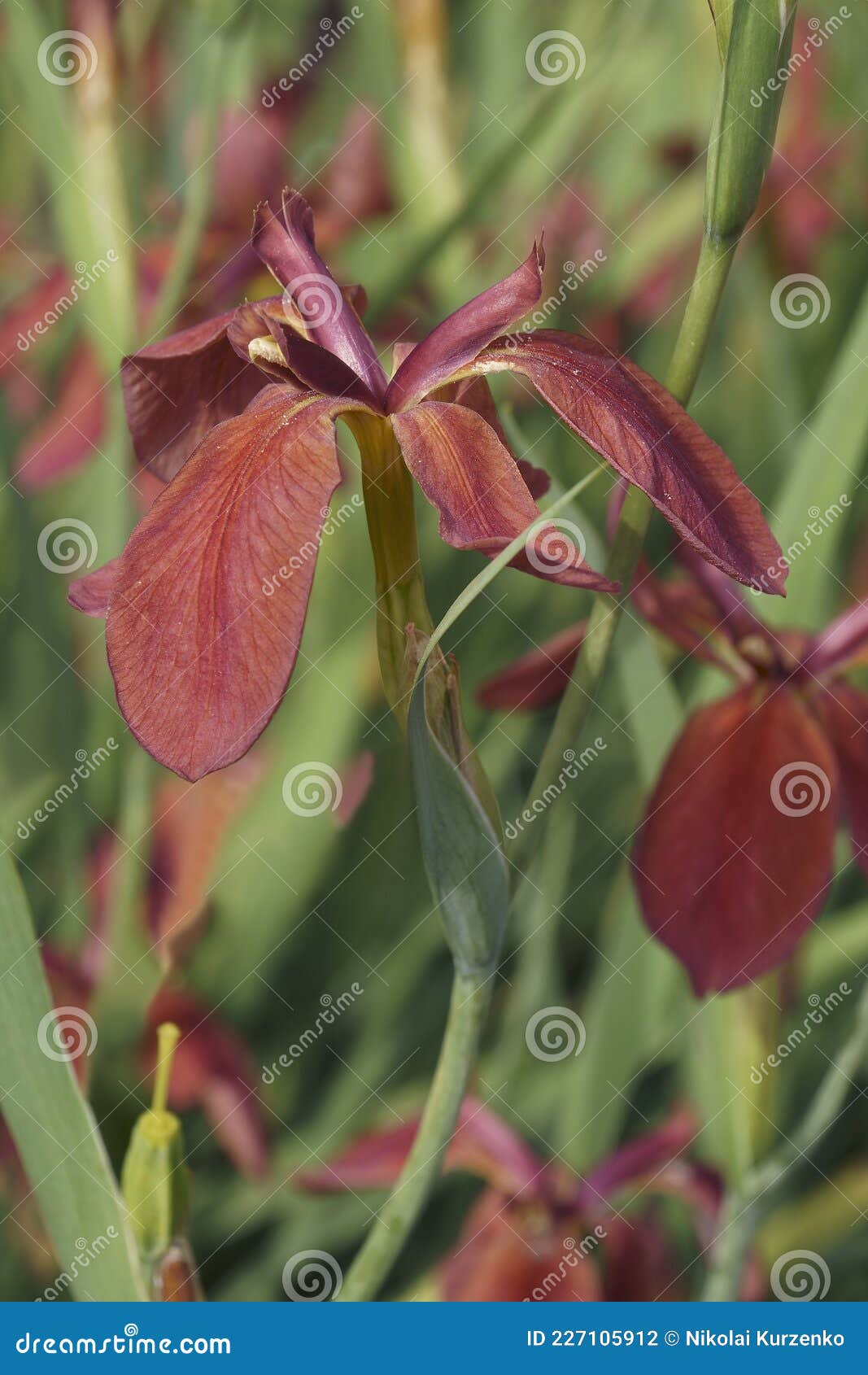 Close-up Image of Copper Iris Flowers Stock Photo - Image of botany ...