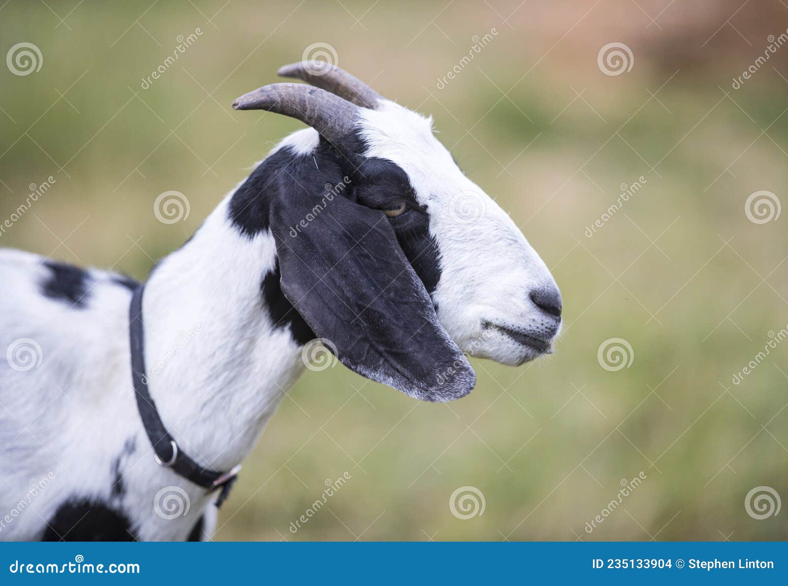 The Goat Stare stock photo. Image of white, animal, close - 235133904