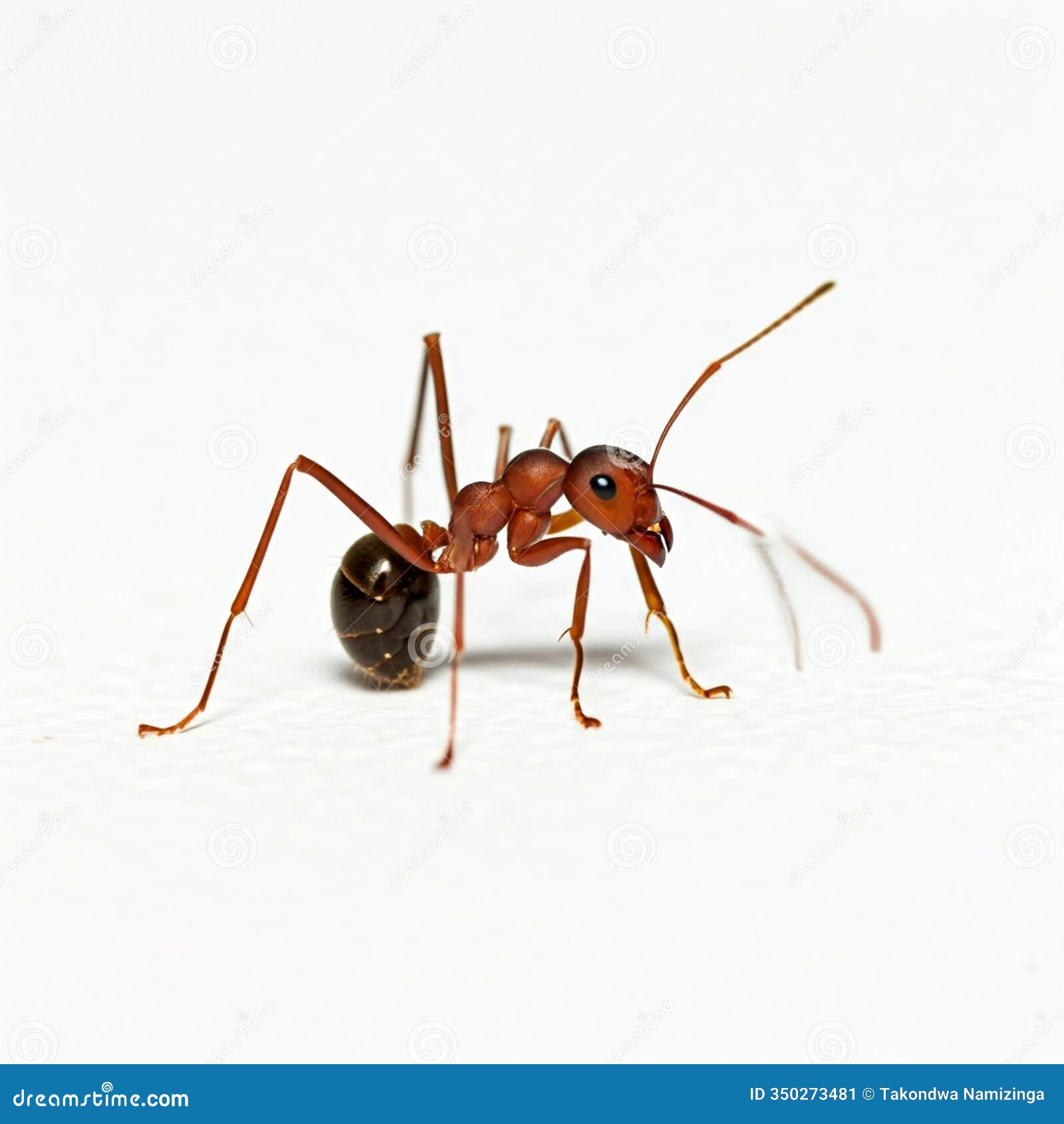 A Fire Ant Isolated on a White Background Stock Illustration ...