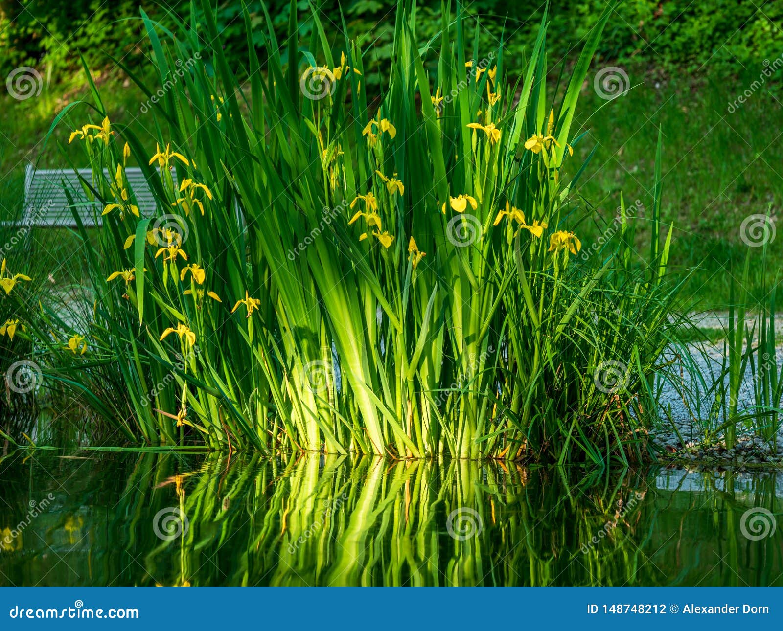 Close Up Image of Fresh Flowers with Reflections in the Water Stock ...