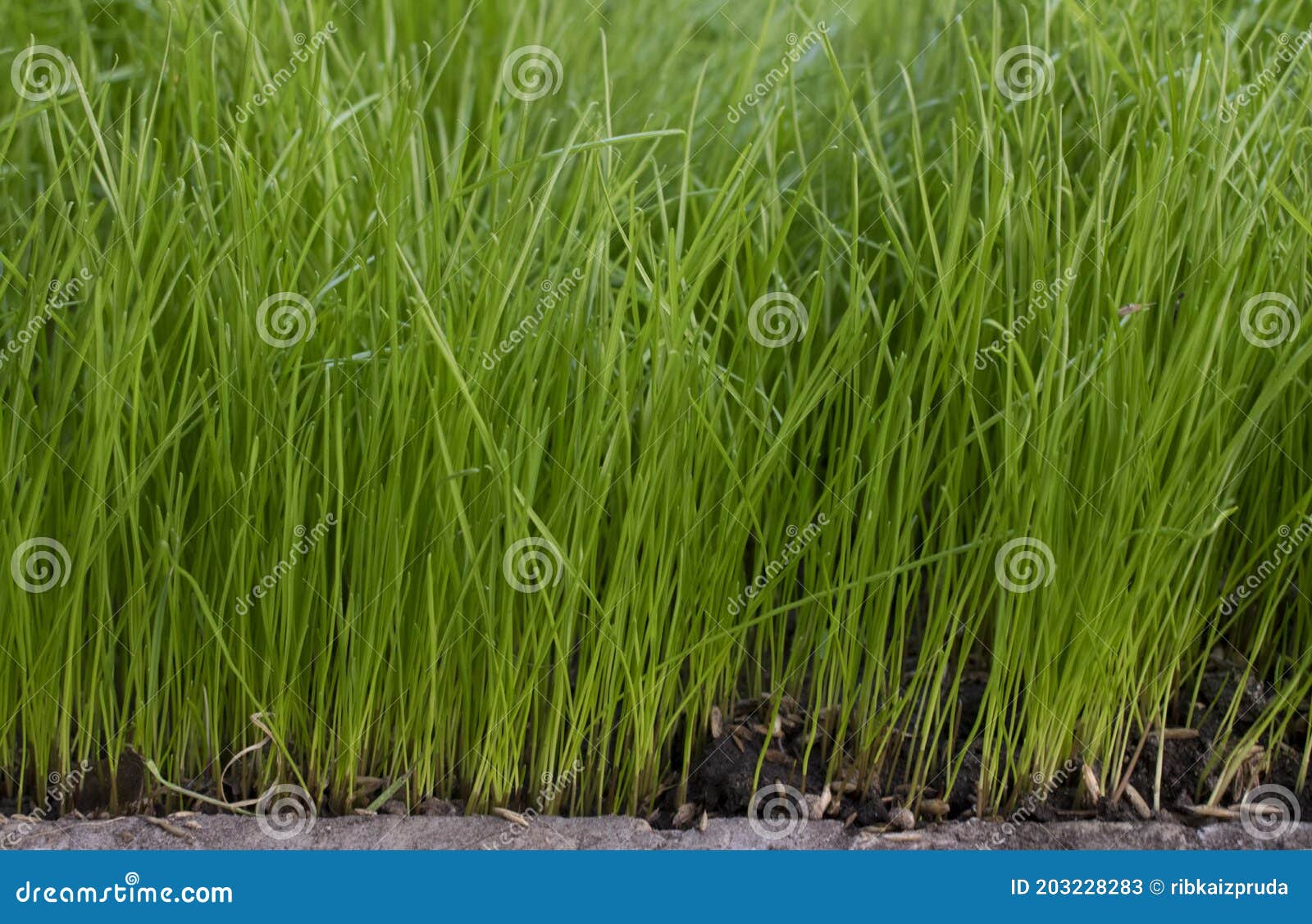 Close-up Image of Fresh Green Grass. Side View Stock Image - Image of ...