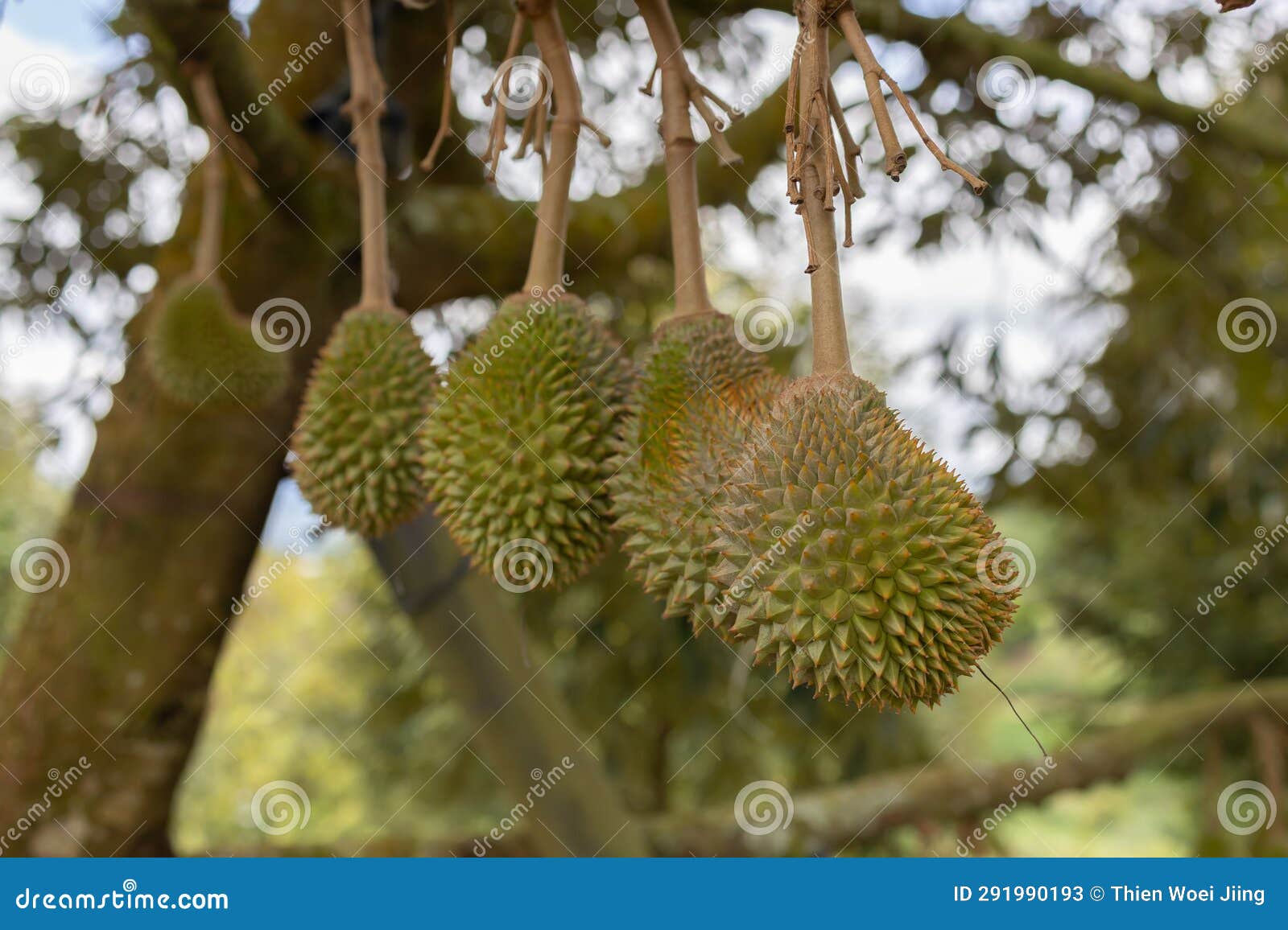Fresh Musang King Durian on Tree Stock Image - Image of date, view ...