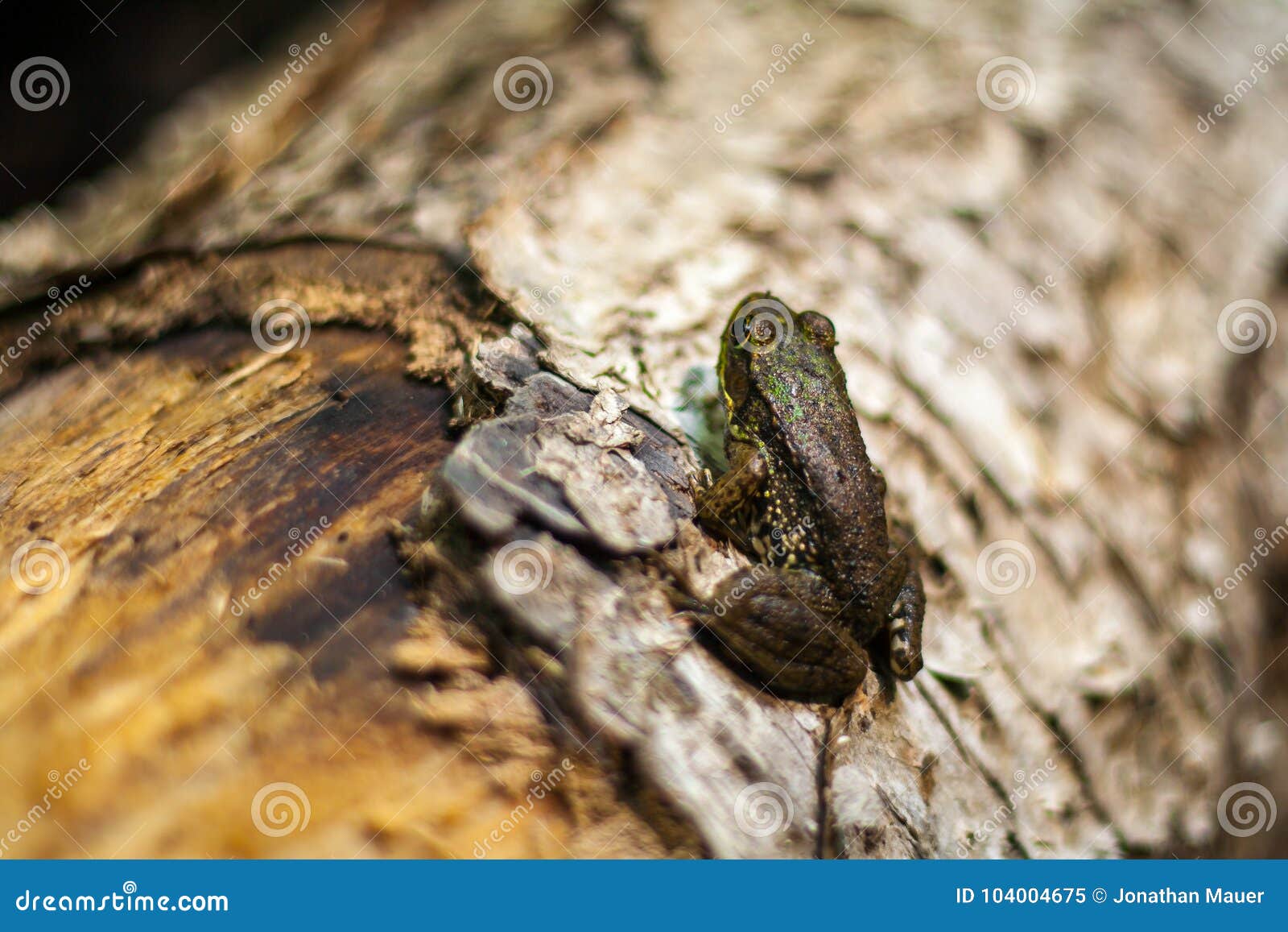 Frog on a Log, Close Up stock image. Image of forest - 104004675