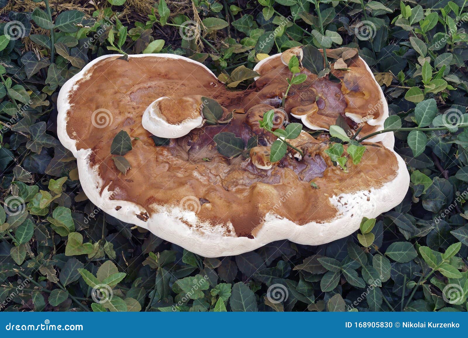 Close Up Image of Ganoderma Fungus Stock Photo - Image of sessile ...