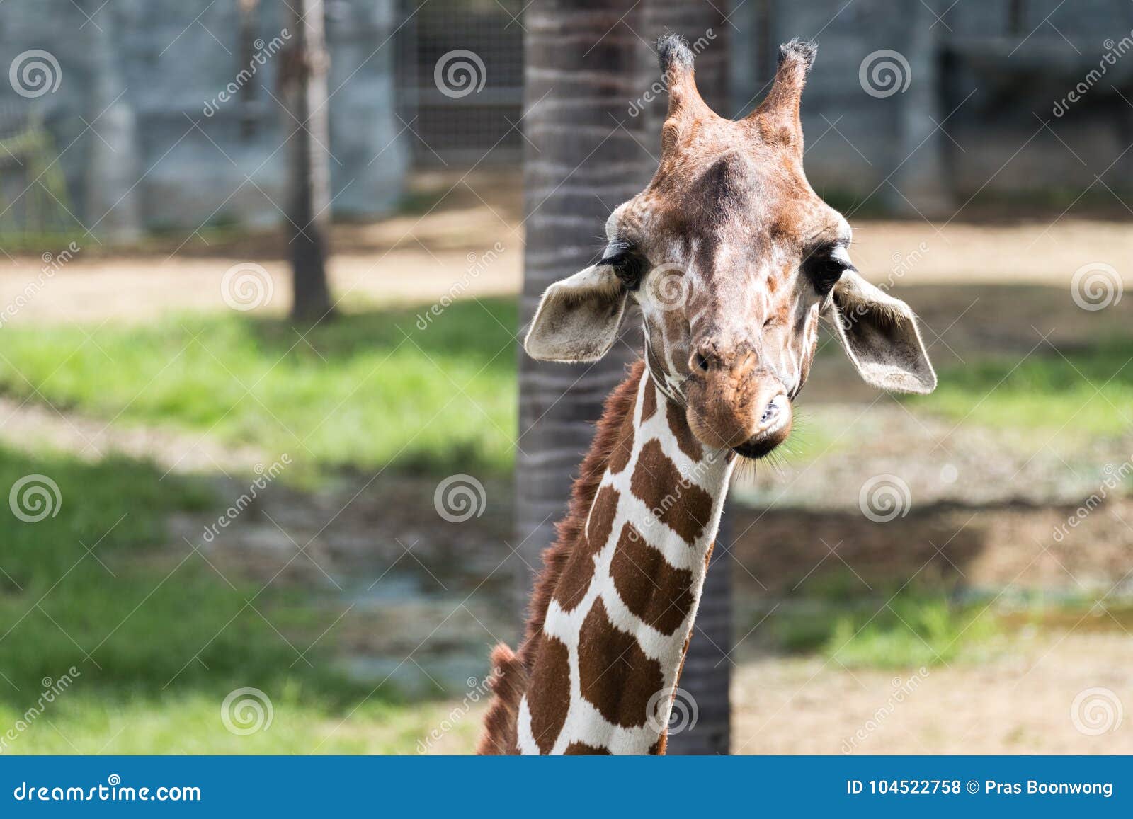 Close Up Image of a Giraffe Looking at Camera Stock Photo - Image of ...