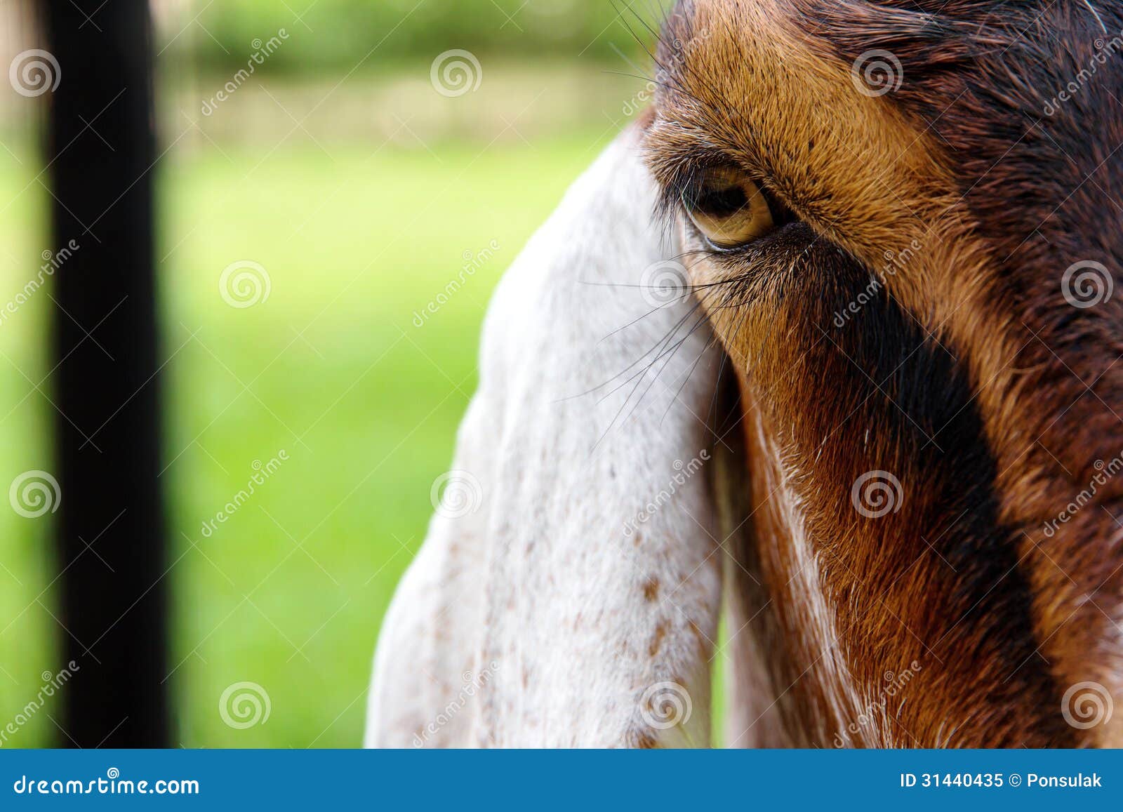 Close Up Image of Goat Face Stock Image - Image of face, summer: 31440435