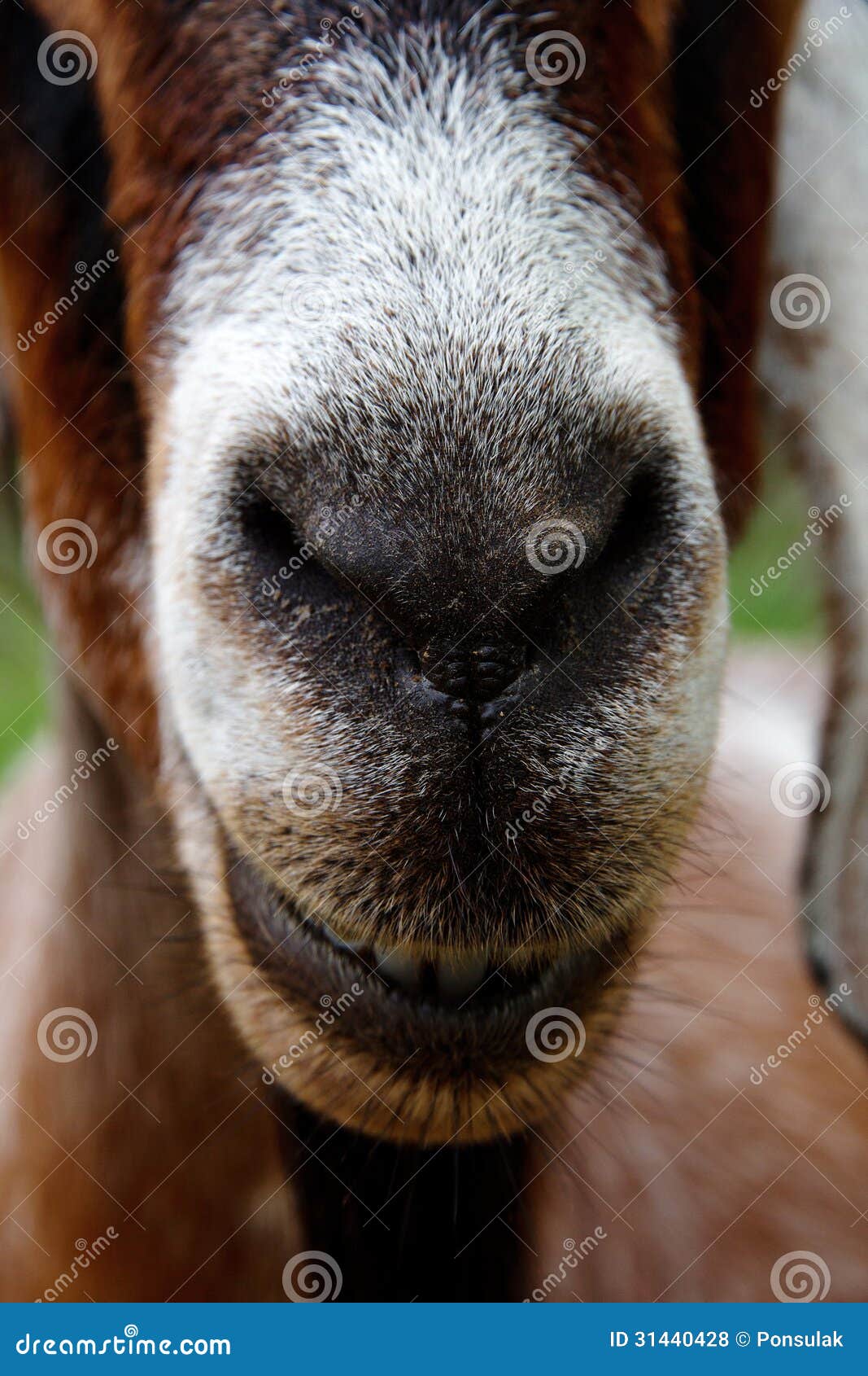 Close Up Image of Goat Face Stock Photo - Image of livestock, nose ...