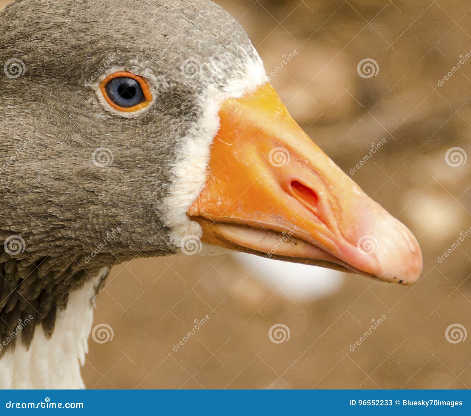 Close Up Image of a Goose Head. Stock Image - Image of macro, shot ...