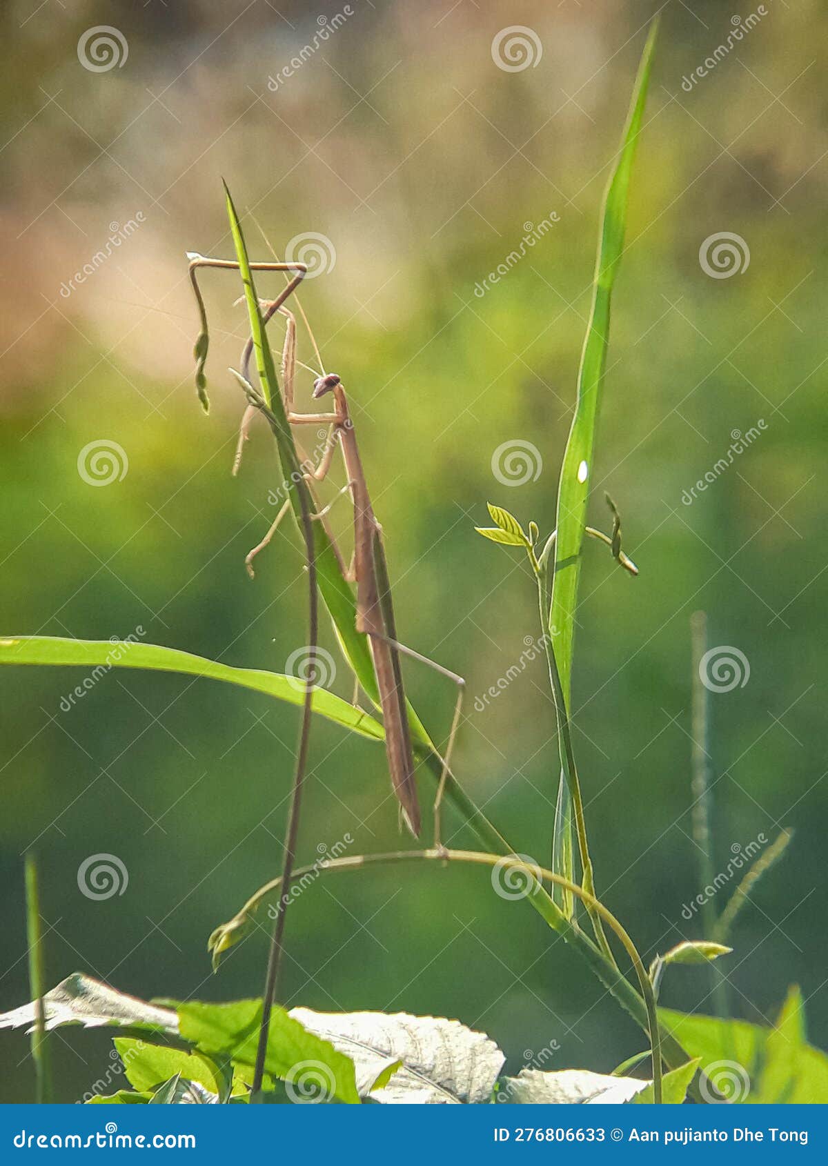 Mantis from the Sphondromantis Family , Probably Spondromantis Viridis ...
