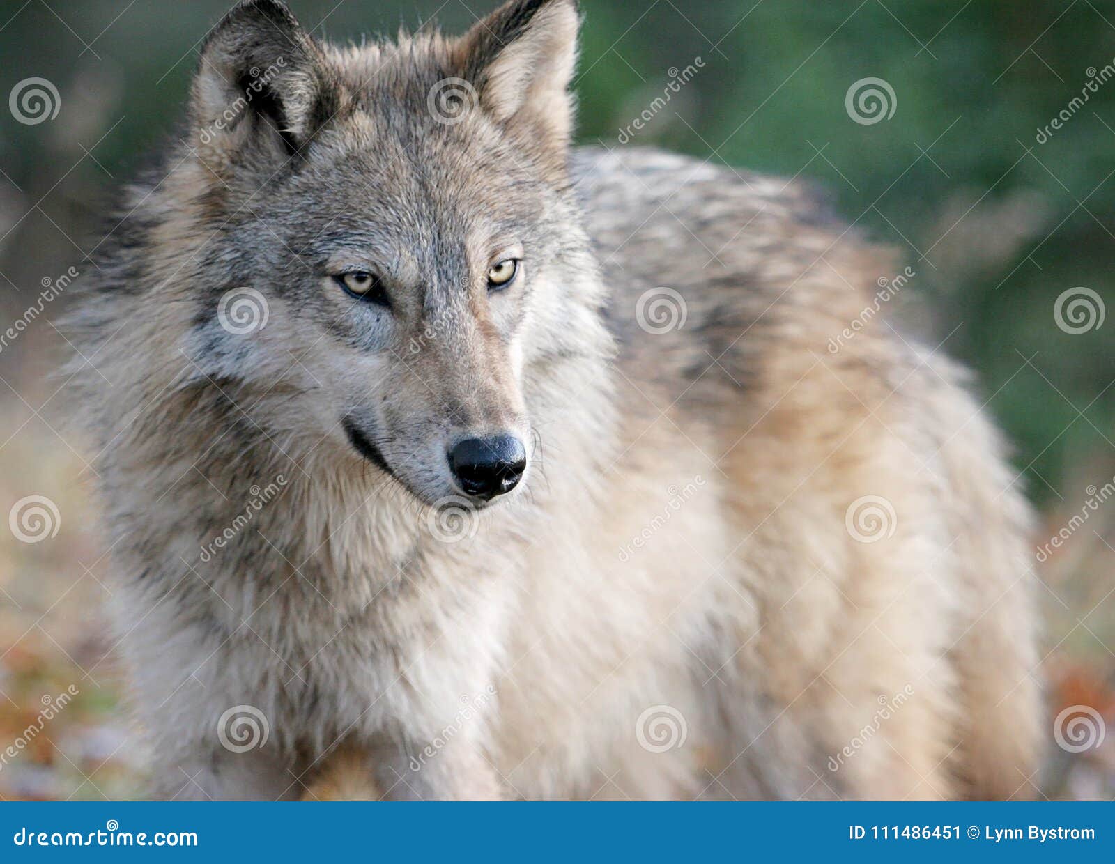 Gray Wolf in Autumn Setting Stock Image - Image of wild, grey: 111486451