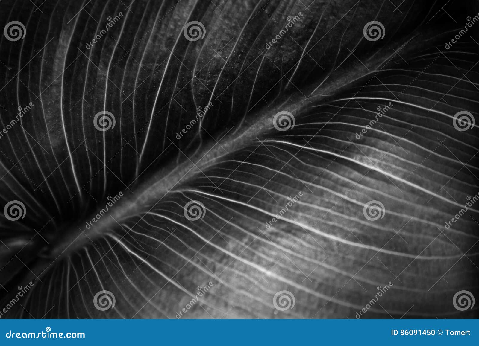 Close Up Image of Green Leaf Pattern and Detail. Stock Photo - Image of ...