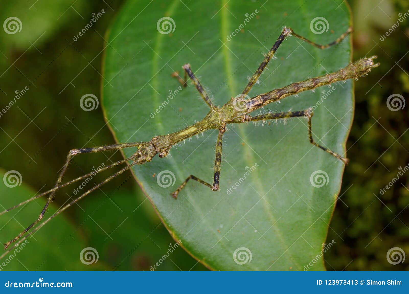 Stick Insect stock image. Image of camouflage, cool - 123973413