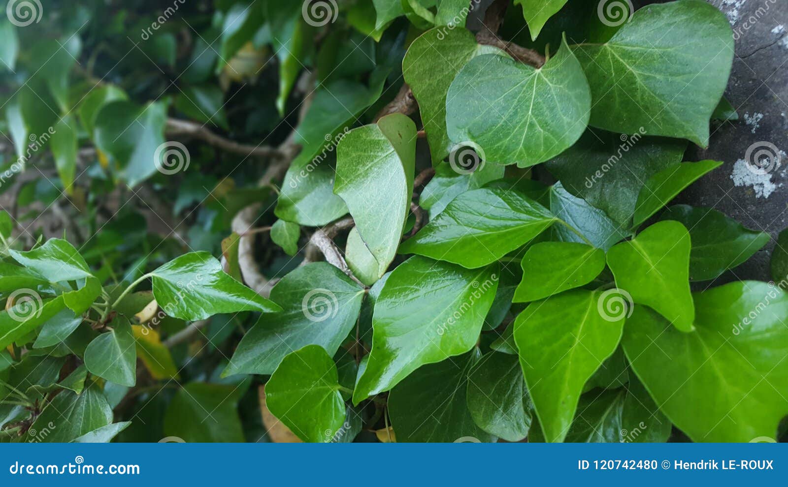 Green leace stock photo. Image of leace, douglas, green - 120742480