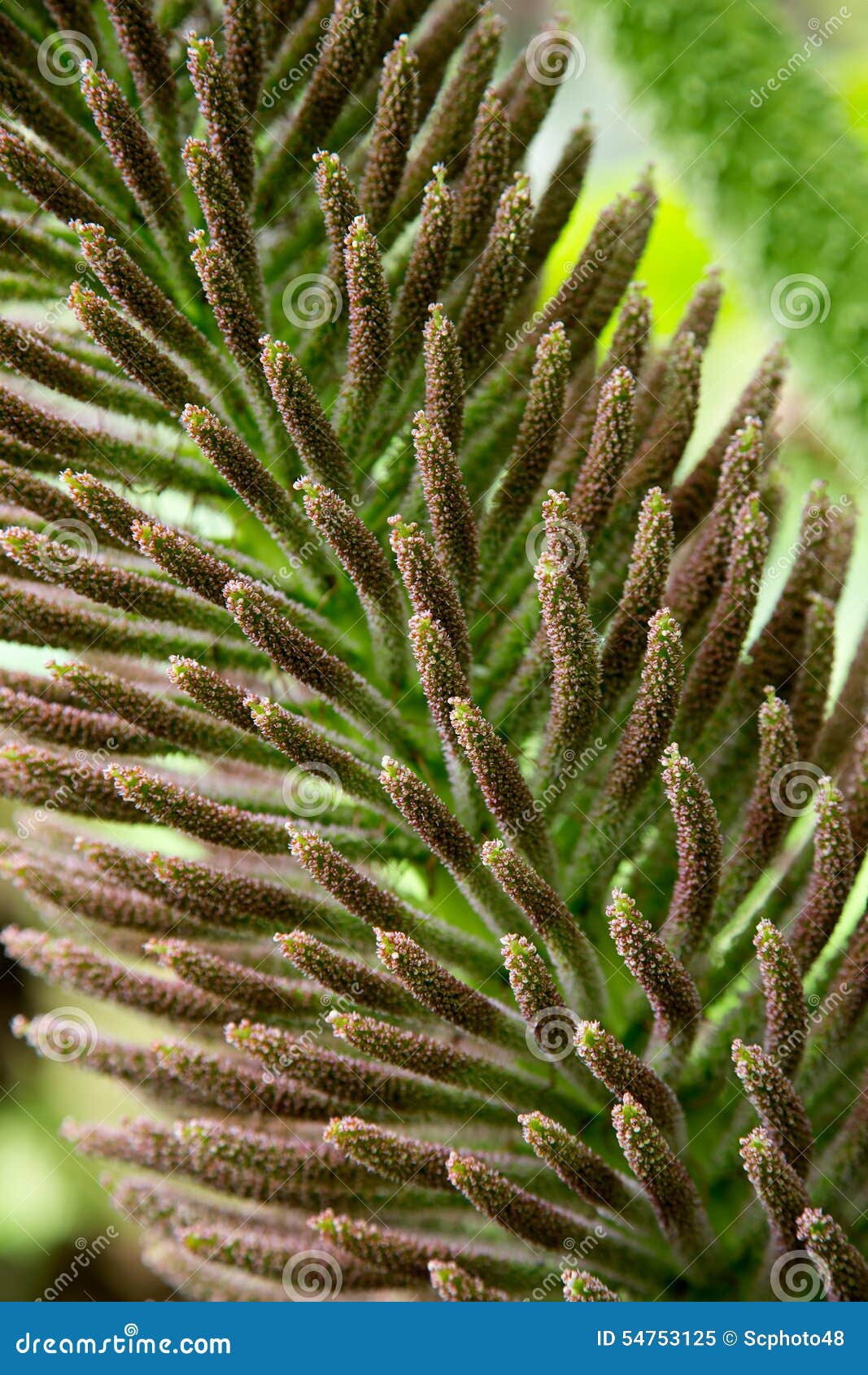 Close Up Image of Gunnera Manicata Stock Image - Image of perennial ...