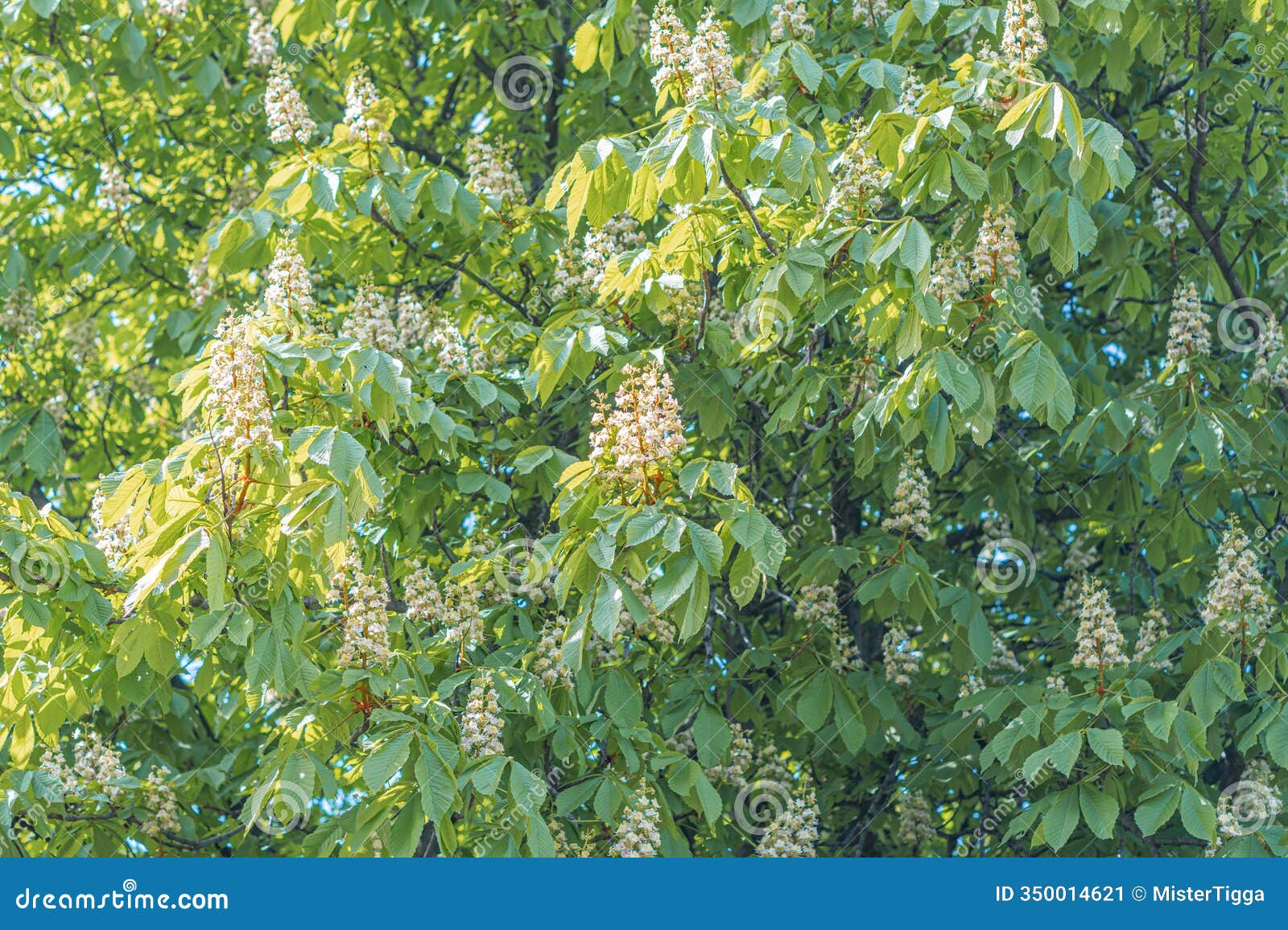 A Close-up Image of a Healthy, Active Growth Phase Tree with Yellowish ...