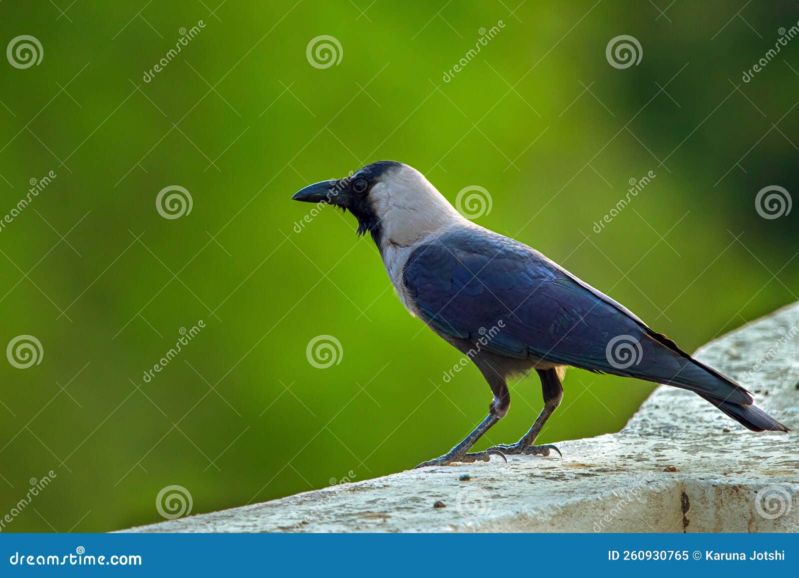 Close Up Image of a Himalayan Black Crow Stock Image - Image of ...
