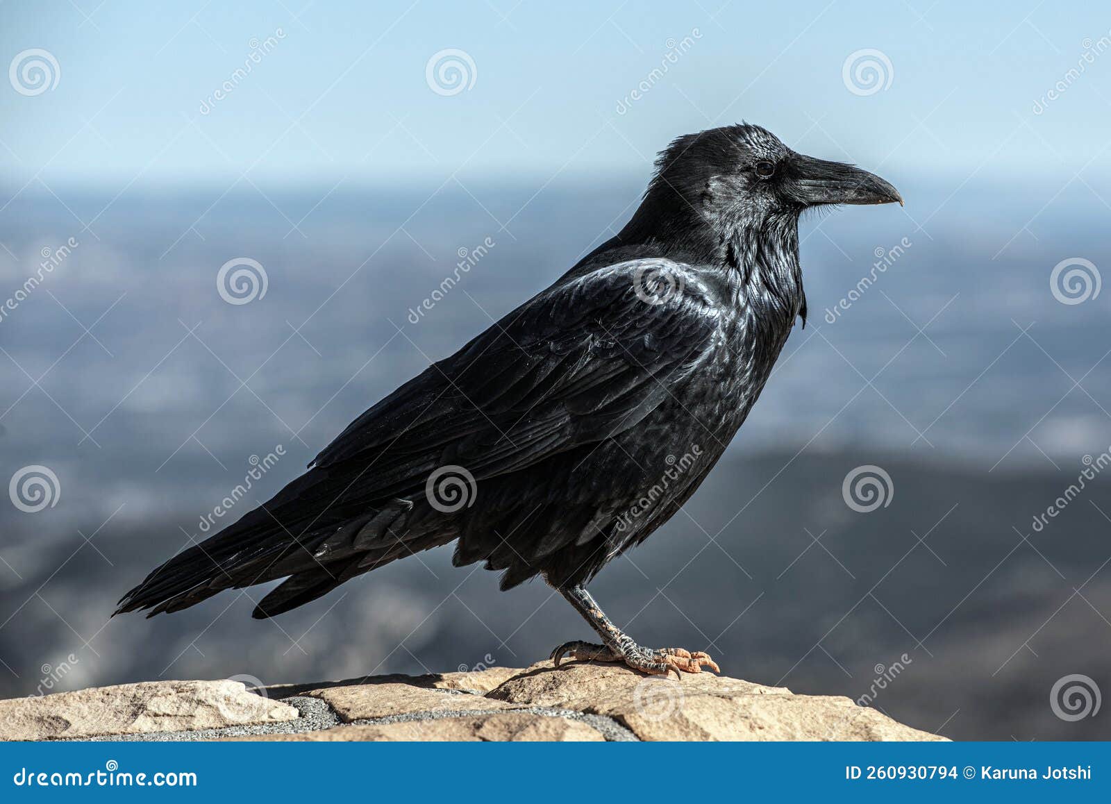 Close Up Image of a Himalayan Black Crow Stock Photo - Image of ...
