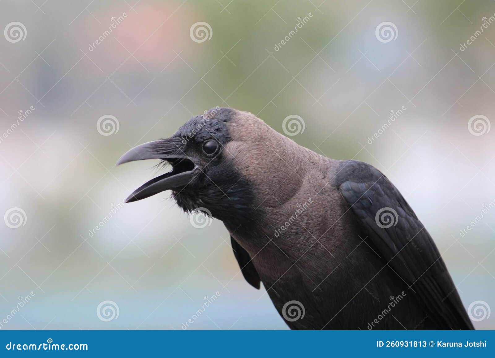 Close Up Image of a Himalayan Black Crow Stock Image - Image of nature ...