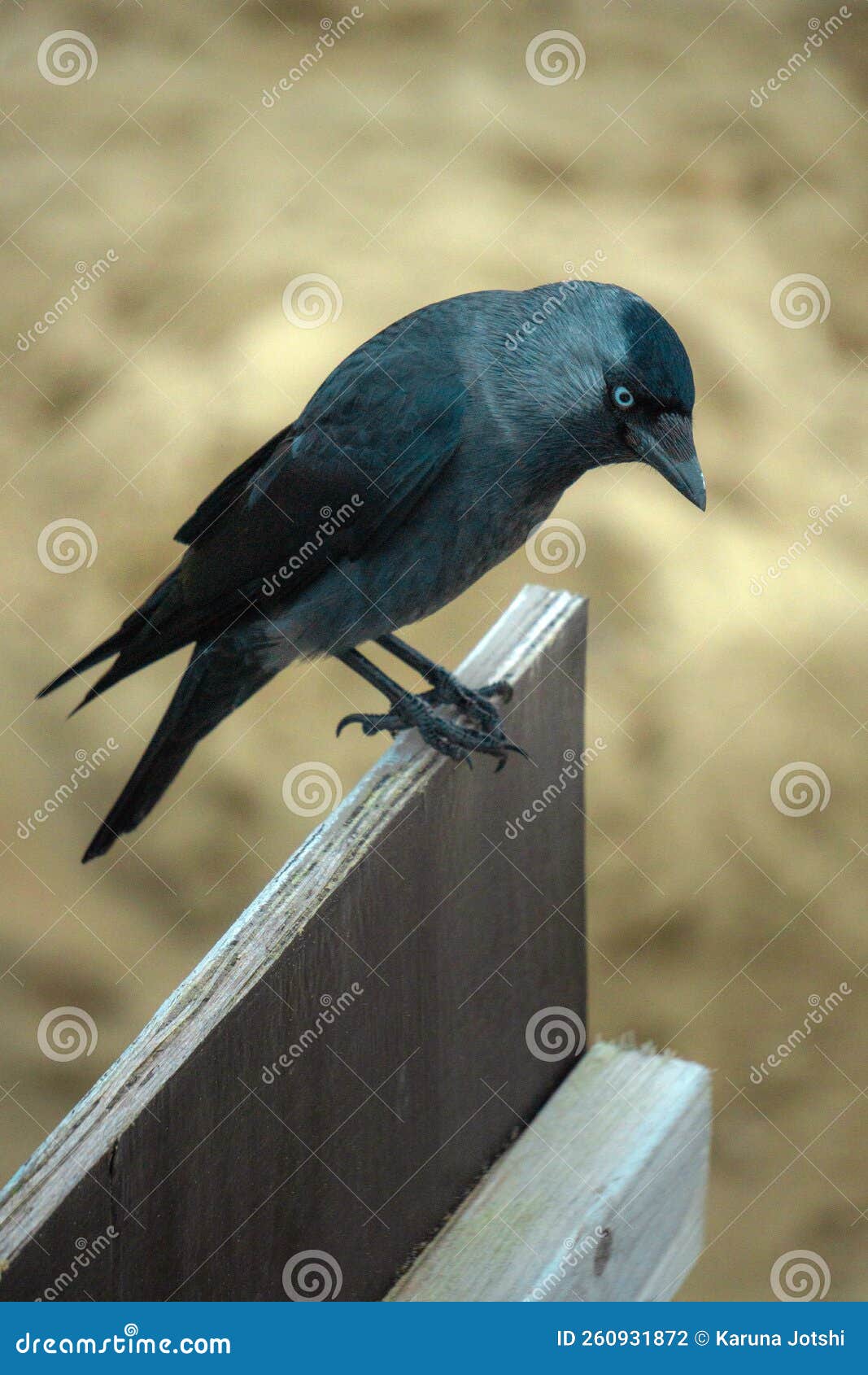 Close Up Image of a Himalayan Black Crow Stock Photo - Image of shot ...