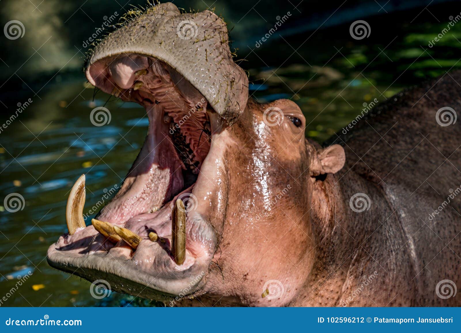 Head of hippo stock photo. Image of body, hippo, dangerous - 102596212