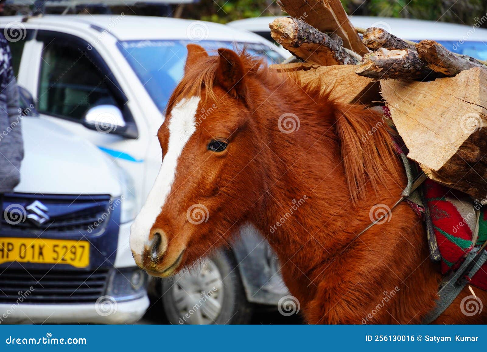 Close Up Image of a Horse on Road Editorial Photo - Image of mammal ...