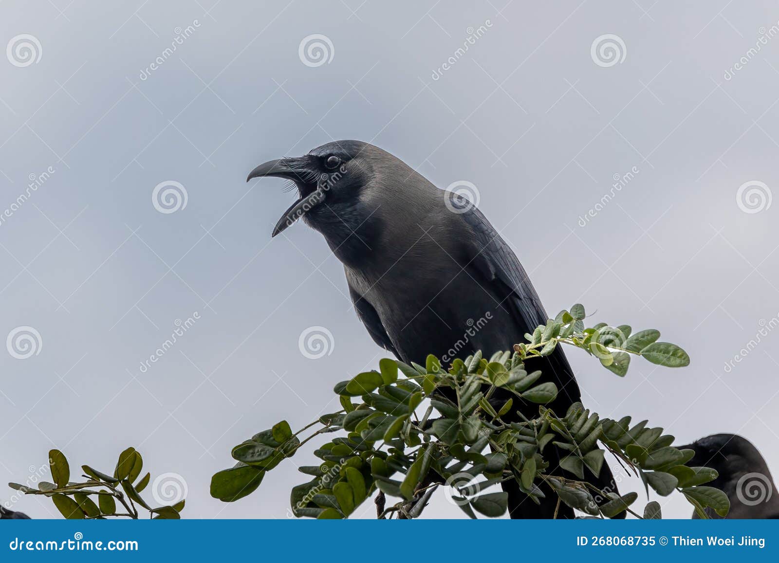 Close-up Image of House Crow Bird Perching on Tree Branch Stock Image ...