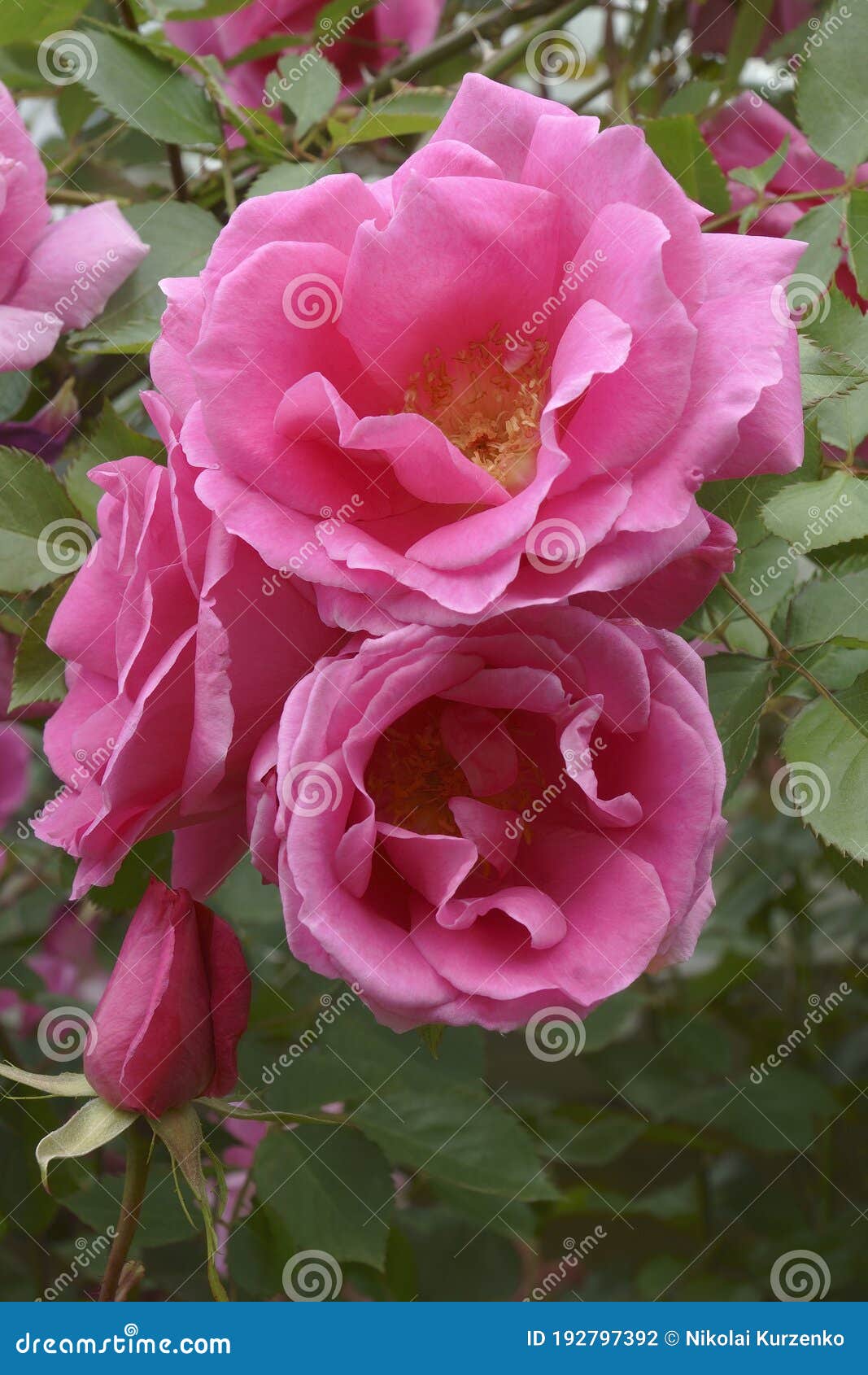 Close-up Image of Hybrid Rose Flowers Stock Photo - Image of rose ...