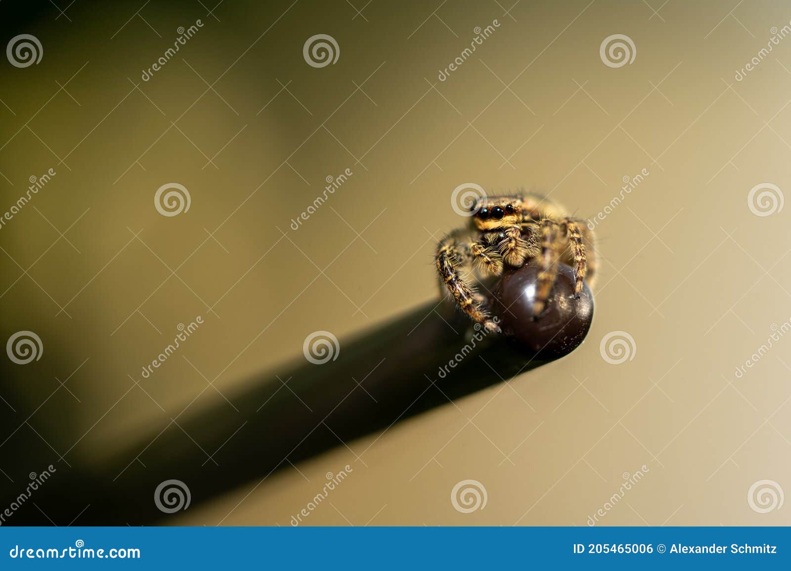 Close Up Image of a Jumping Wolf Spider Resting on a Metal Stick Stock ...