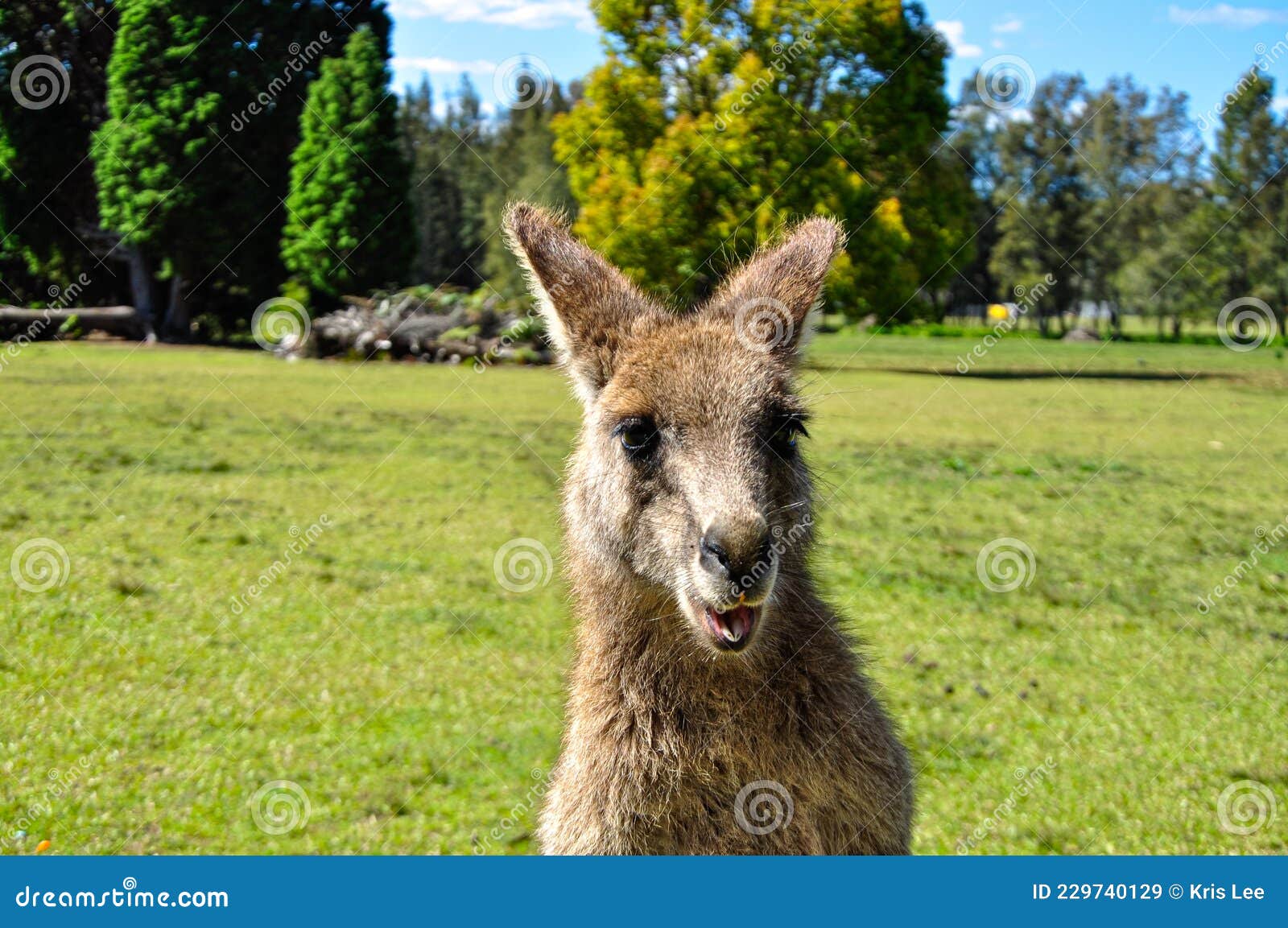A smiling kangaroo stock image. Image of smiling, nature - 229740129