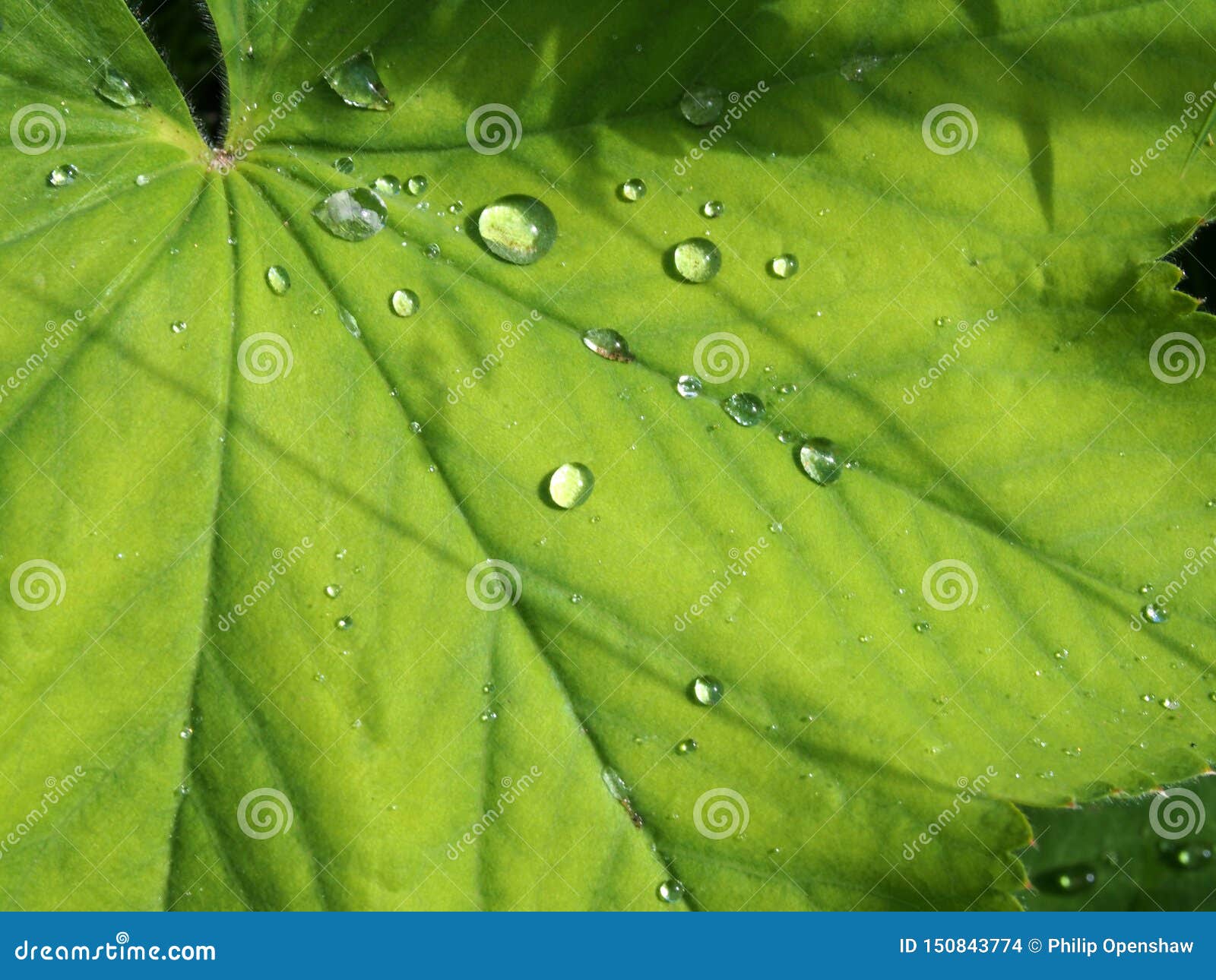 Close Up Image of Large Raindrops on a Vibrant Bright Green Sunlit Leaf ...