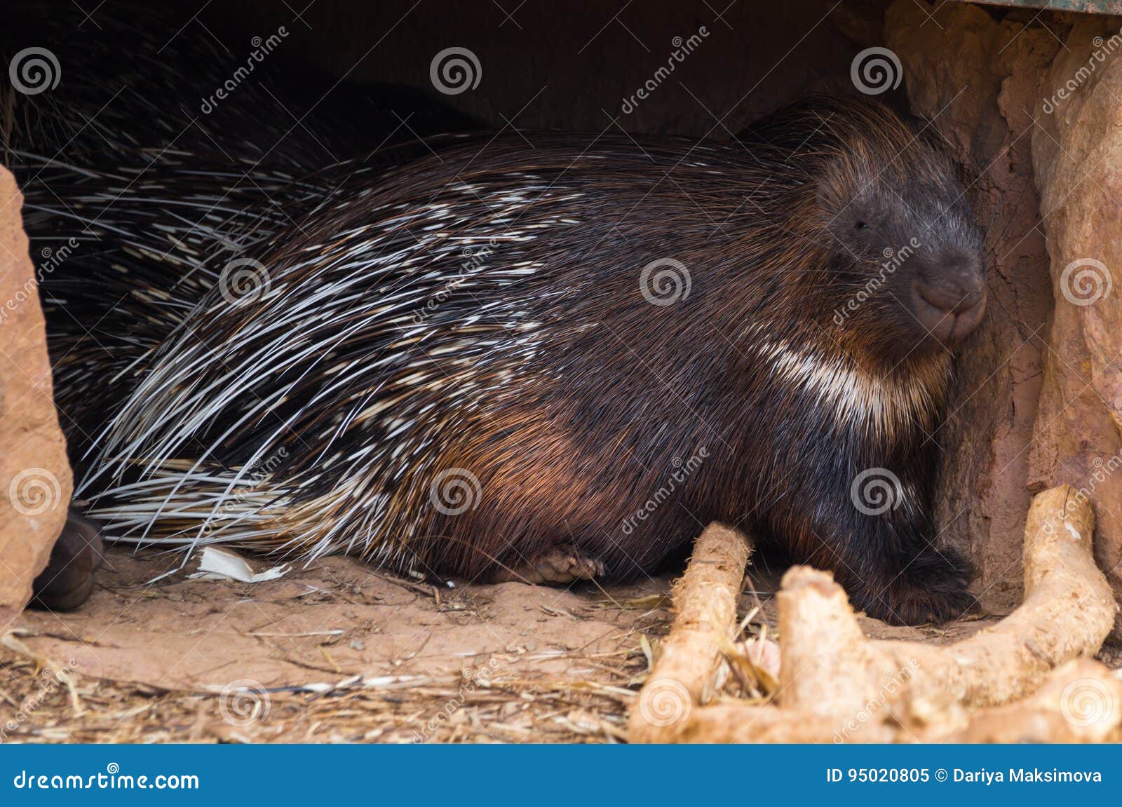 Close Up Image of Large Spiny Porcupine Stock Image - Image of bristle ...