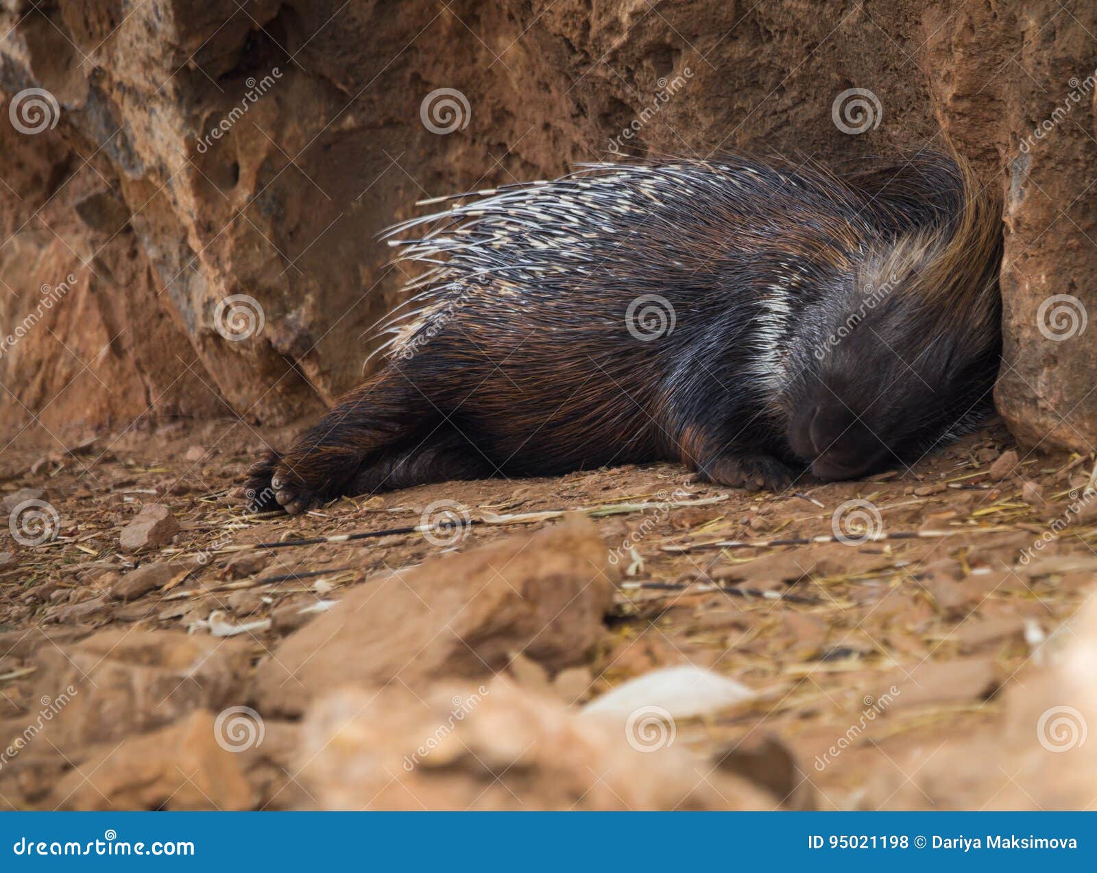 Close Up Image of Large Spiny Porcupine Stock Photo - Image of wild ...