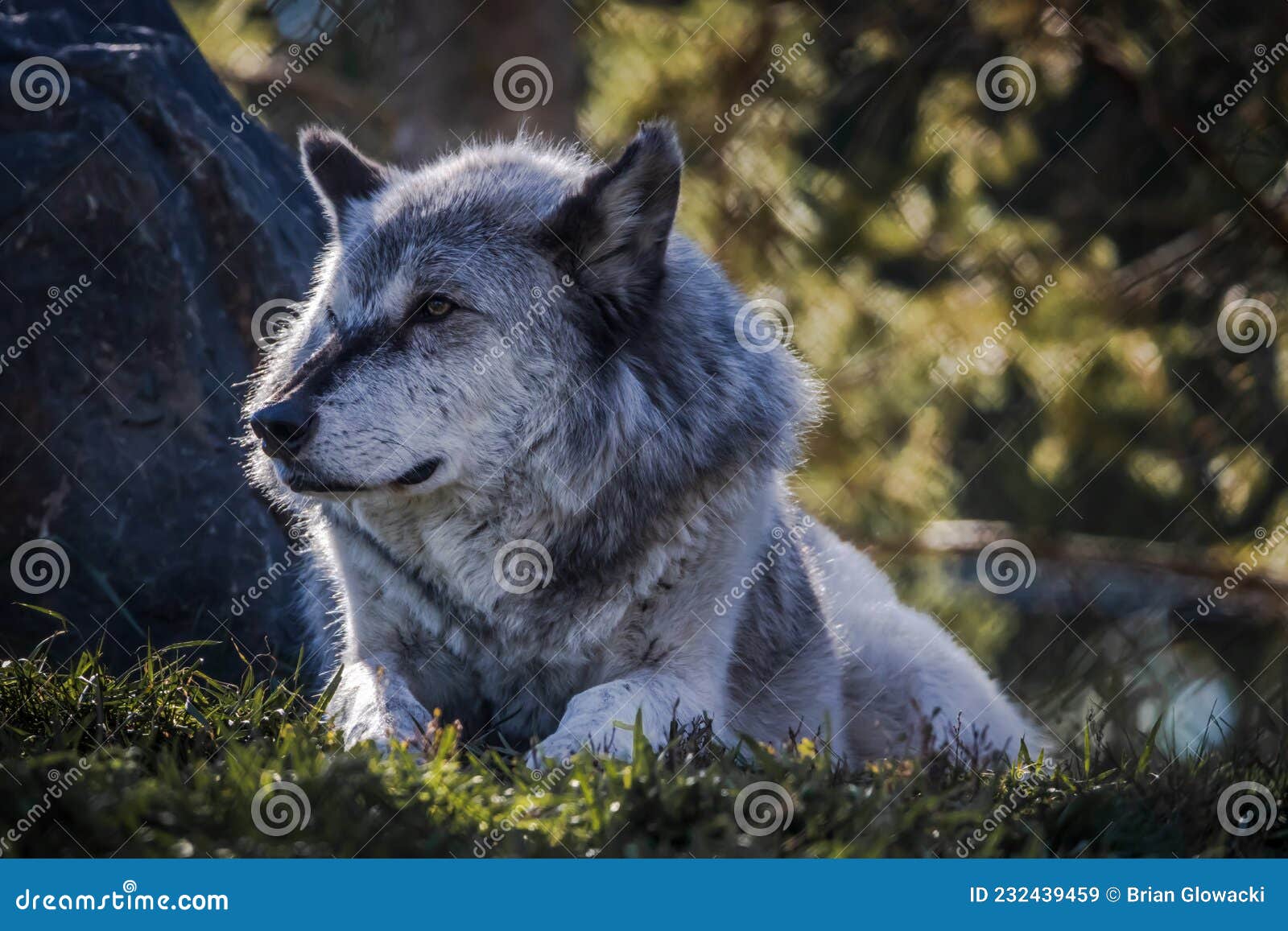 Close Up Image of a Large Timber Wolf Lying Down with the Sun Streaming ...