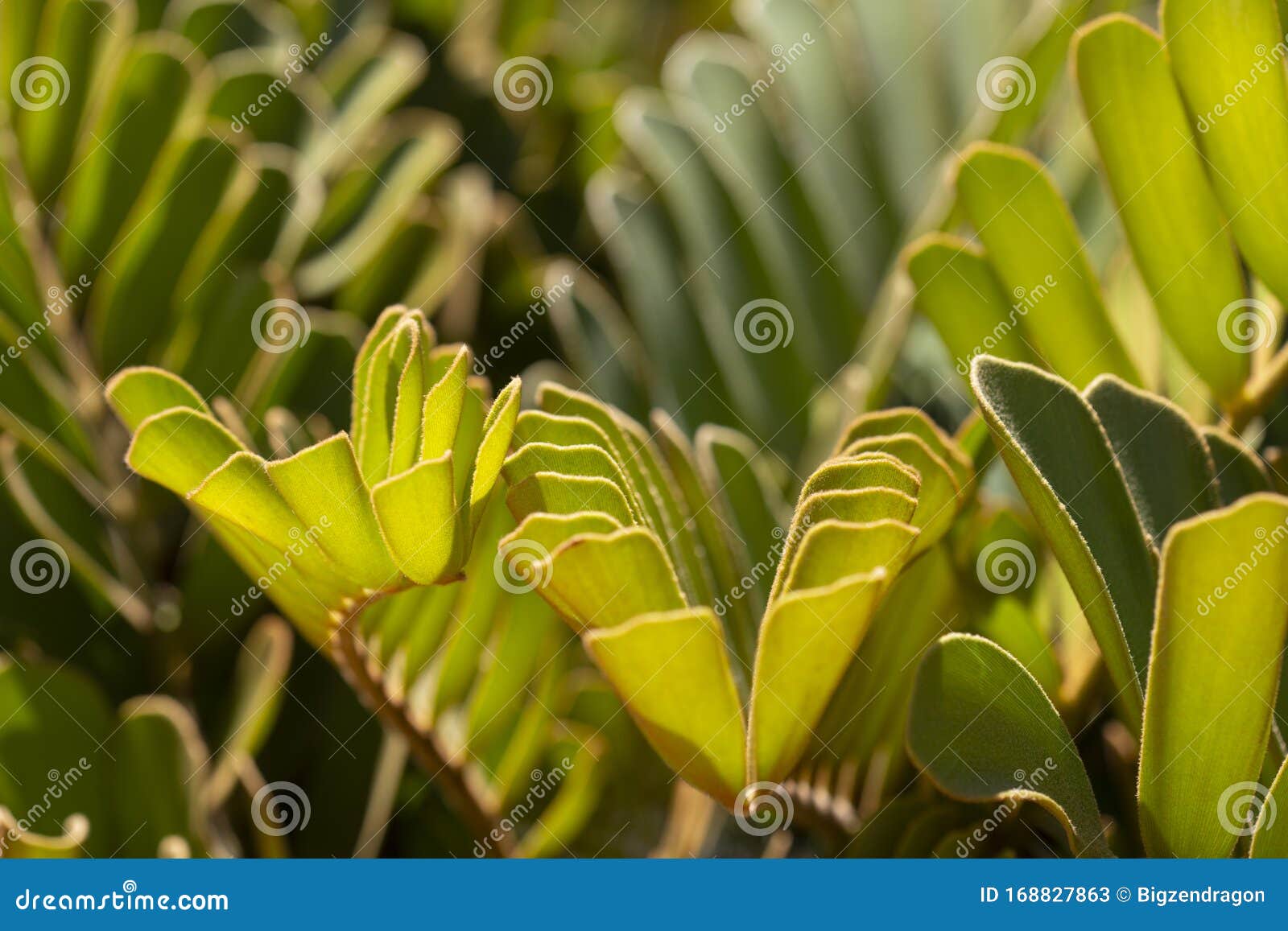 Backlit Leaf Pattern with Blurred Mottled Background Stock Image ...