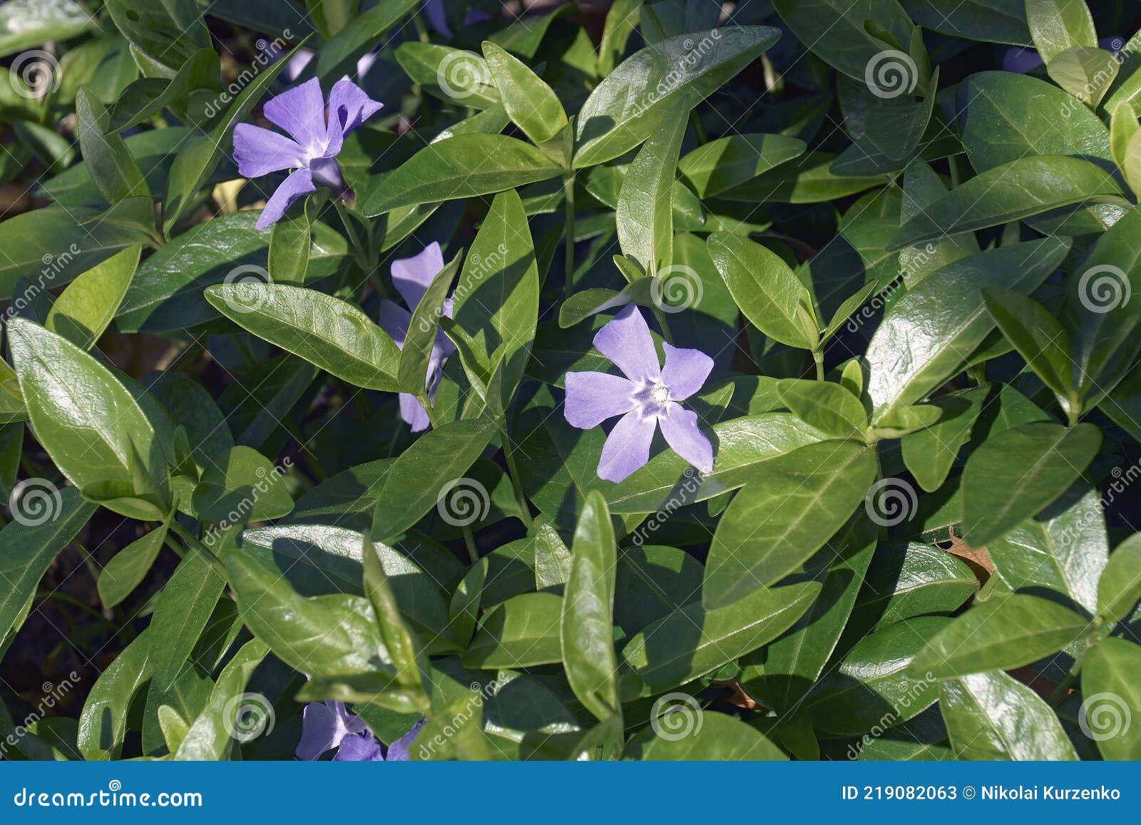 Close-up Image of Lesser Periwinkle Plants Stock Image - Image of ...