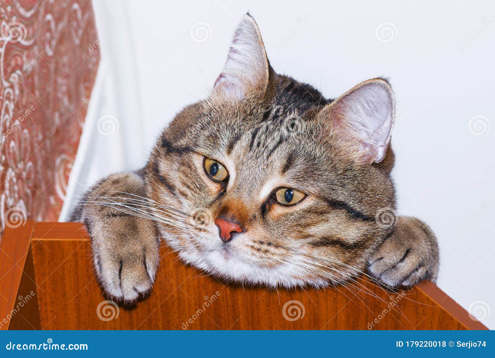 Lazy Male Cat on the Cupboard. Stock Photo - Image of mouth, male ...