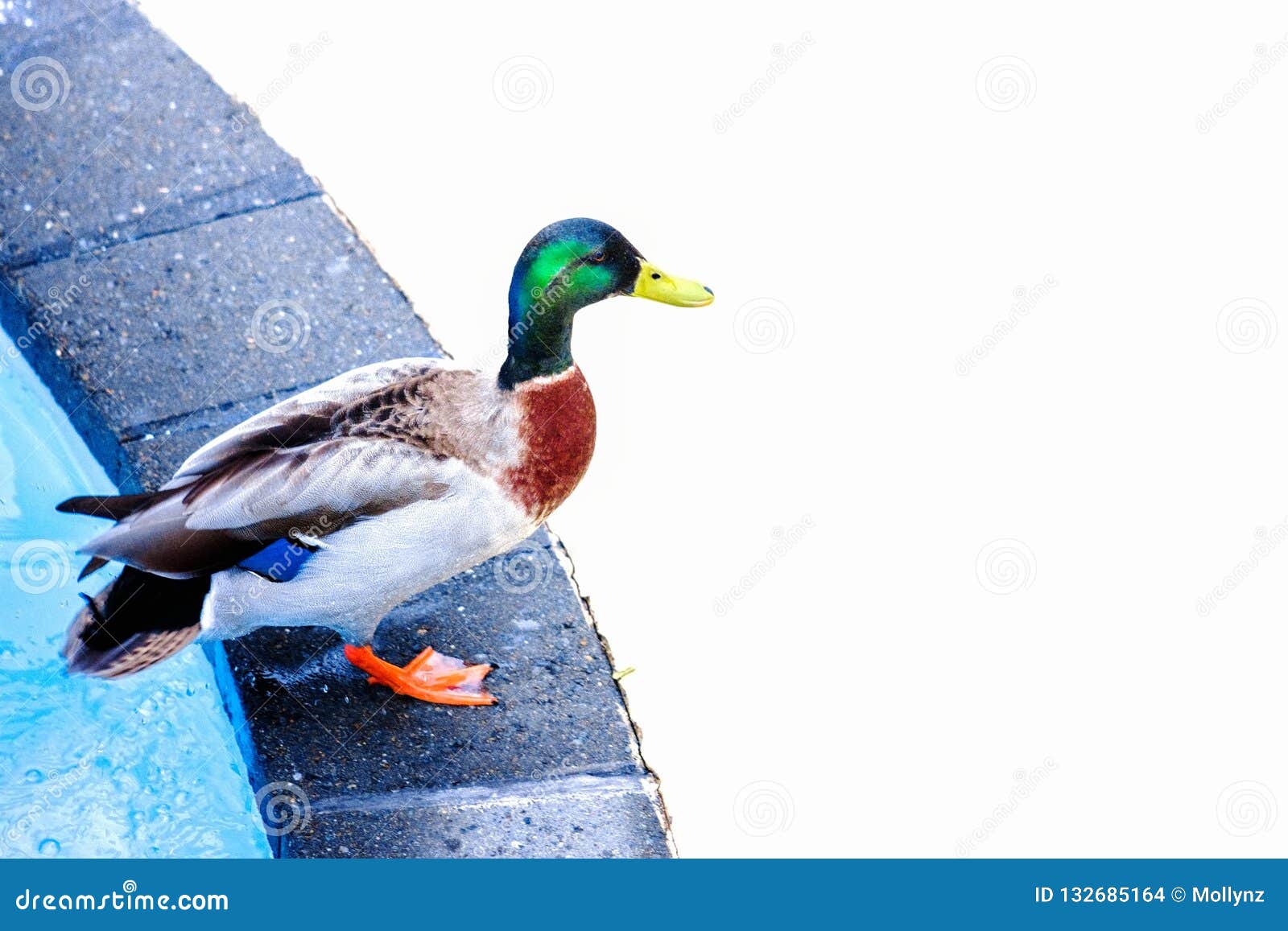 Waddle Pool At A Luxury Beach Resort Stock Photo | CartoonDealer.com ...
