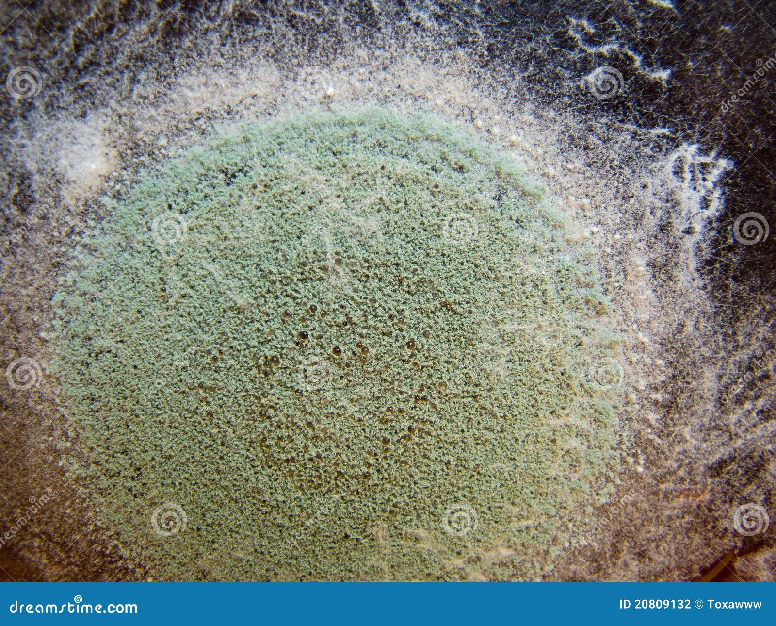 Close-up image of a mold stock photo. Image of macro - 20809132